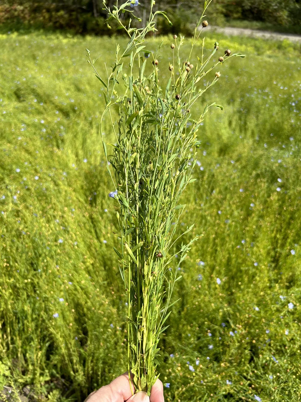 blog — sewandsowlife