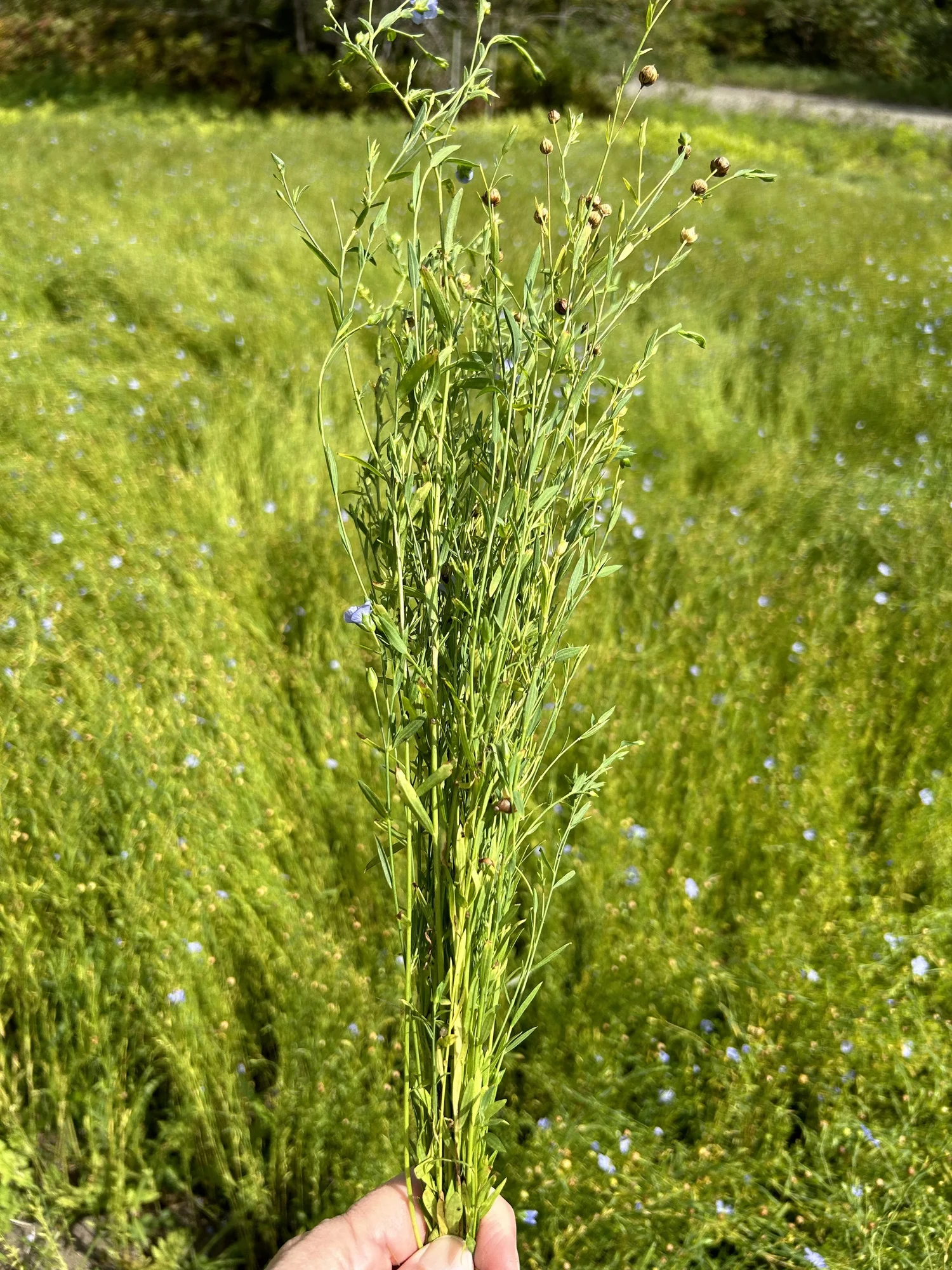 blog — sewandsowlife