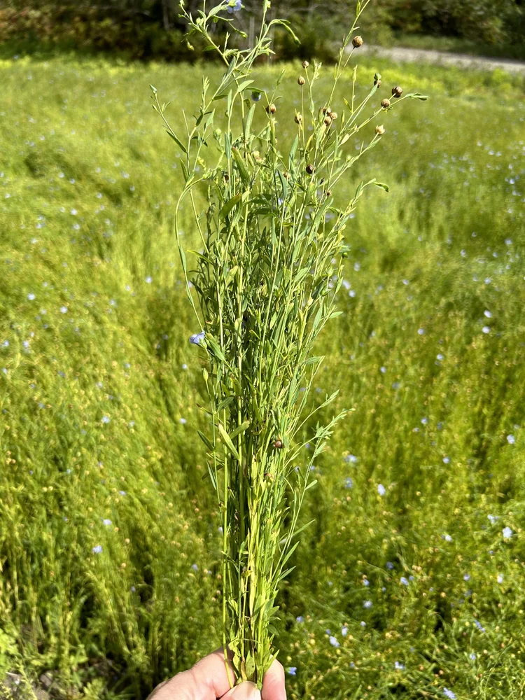 blog — sewandsowlife