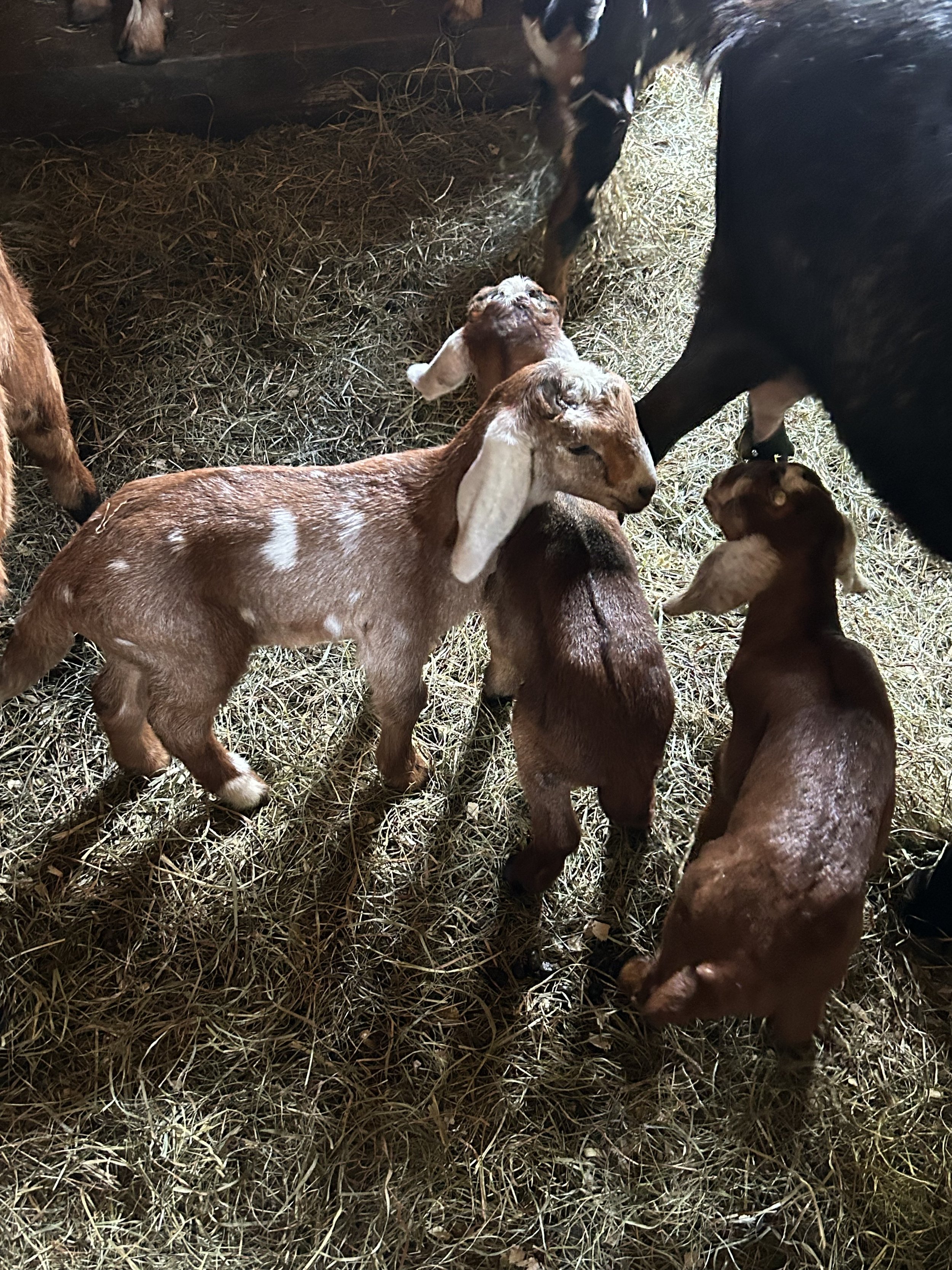 blog — sewandsowlife