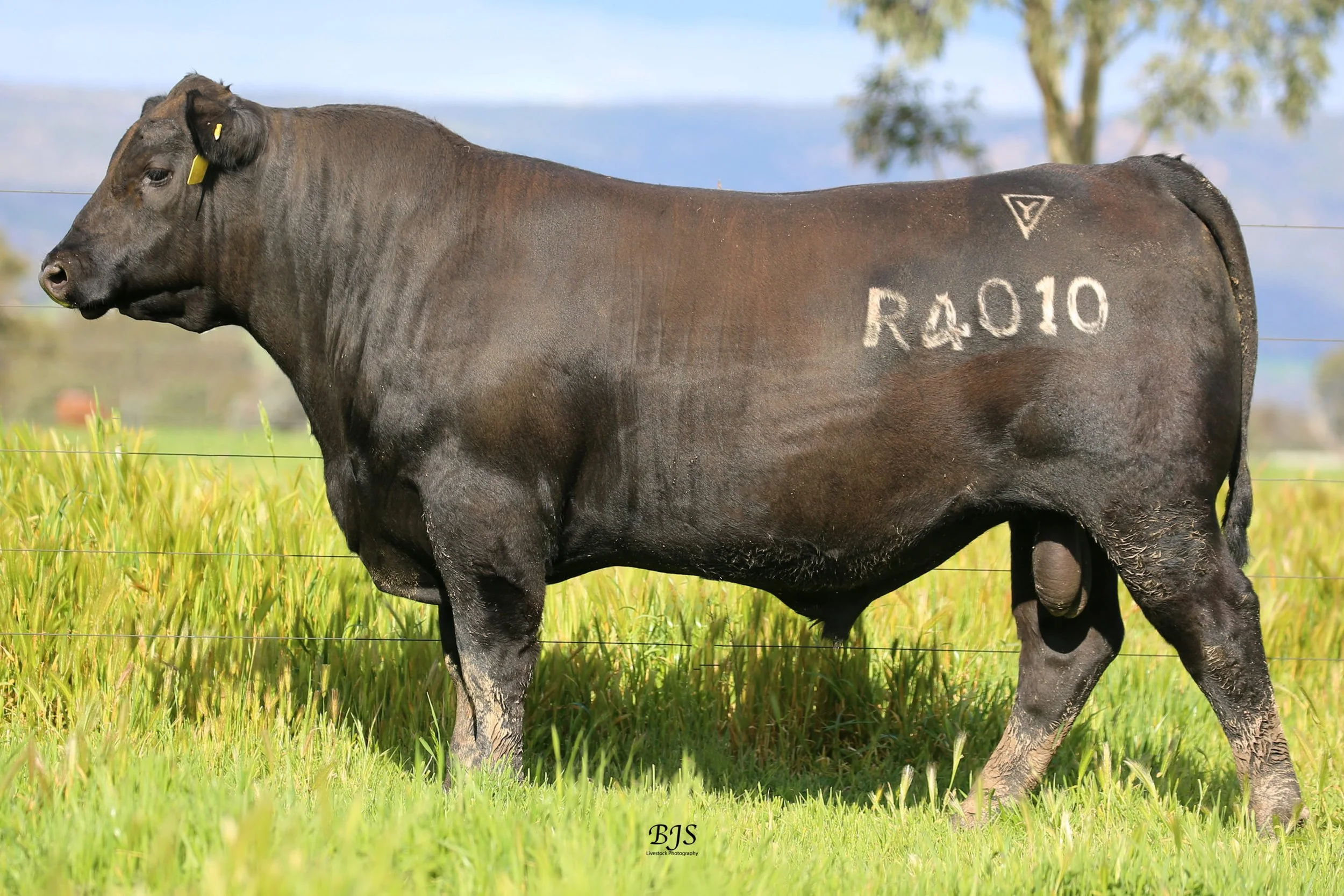 BarnettAngus | Elite Angus Sires and Donors, Bulls and Cows