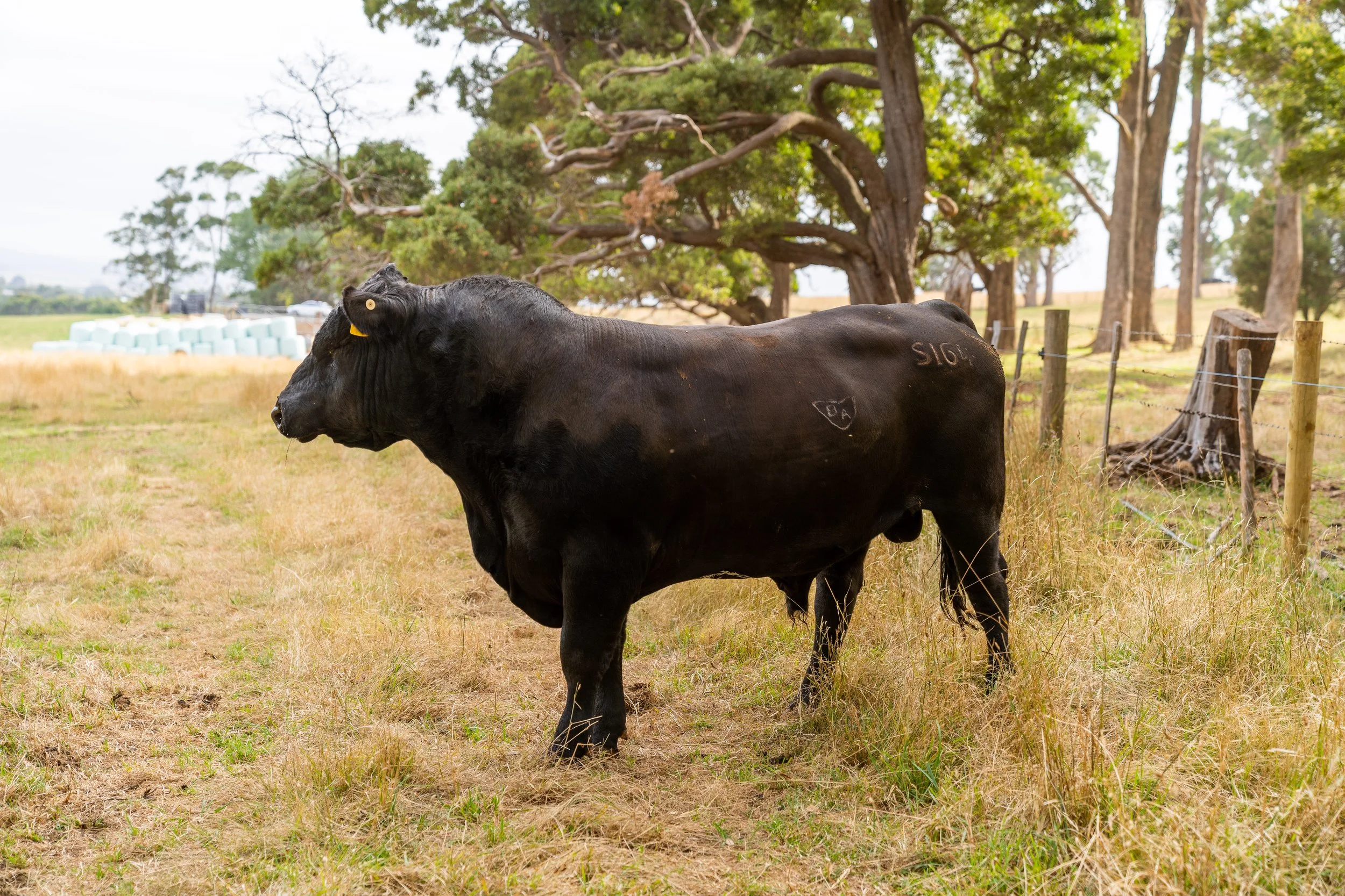 BarnettAngus | Elite Angus Sires and Donors, Bulls and Cows