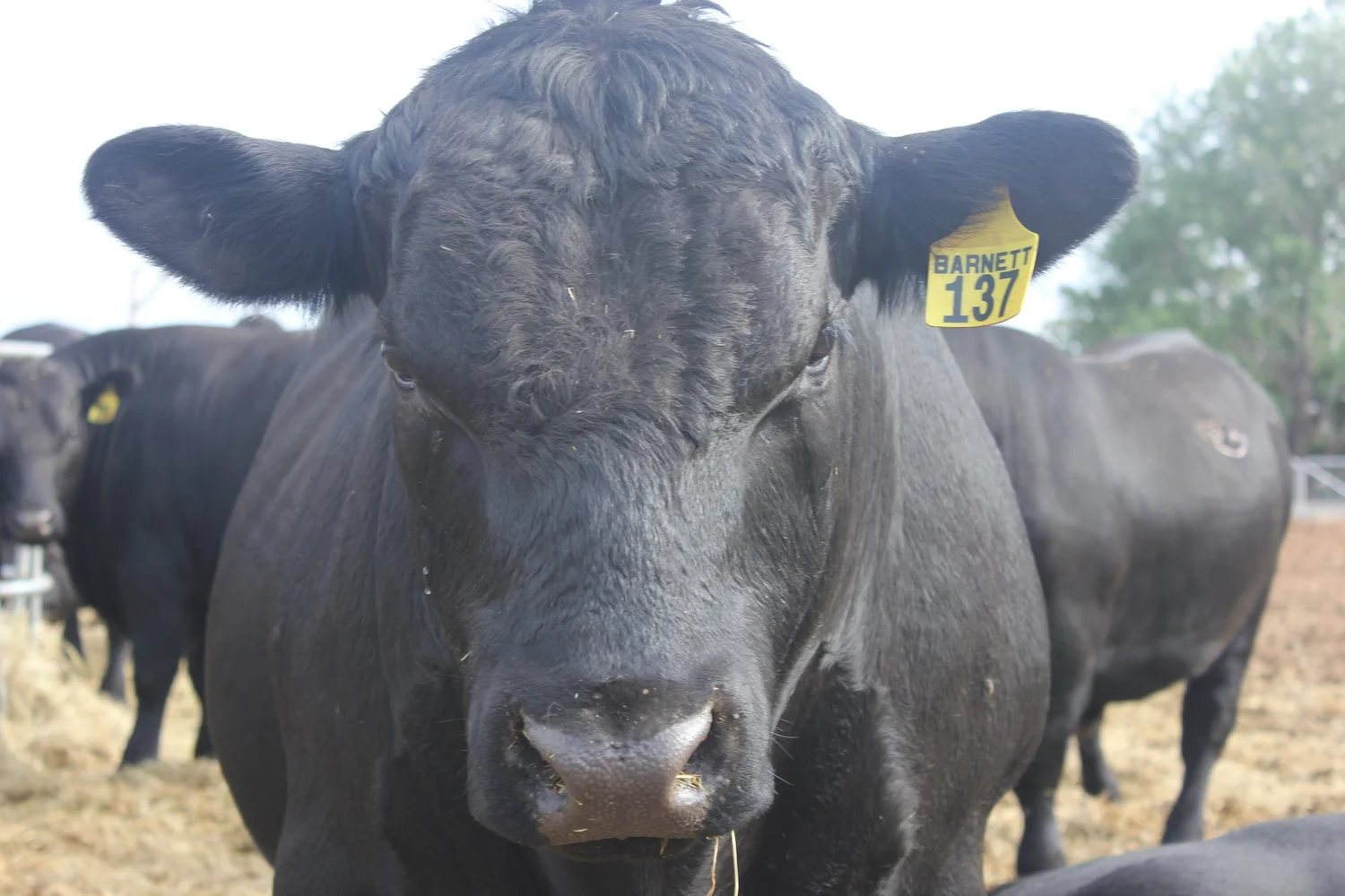 BarnettAngus | Elite Angus Sires and Donors, Bulls and Cows