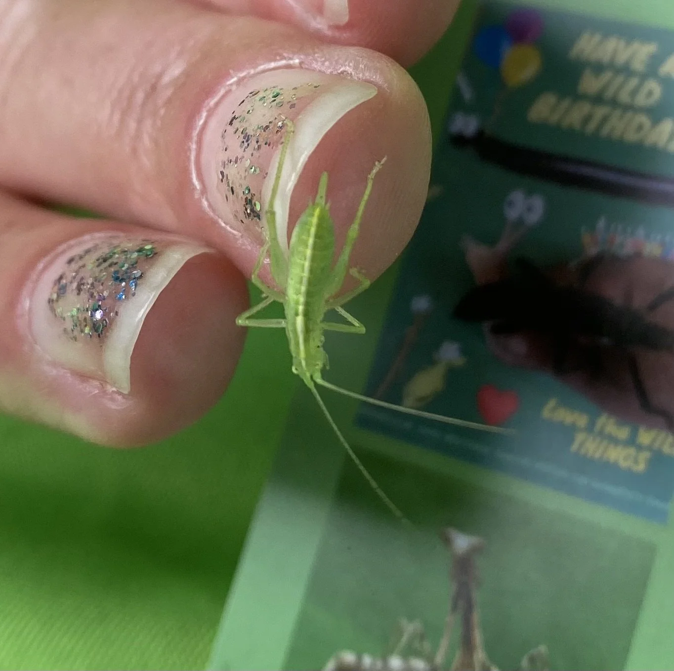 JULY BUG EXPLORERS Summer Holiday Weekday Special — Wildlife Live