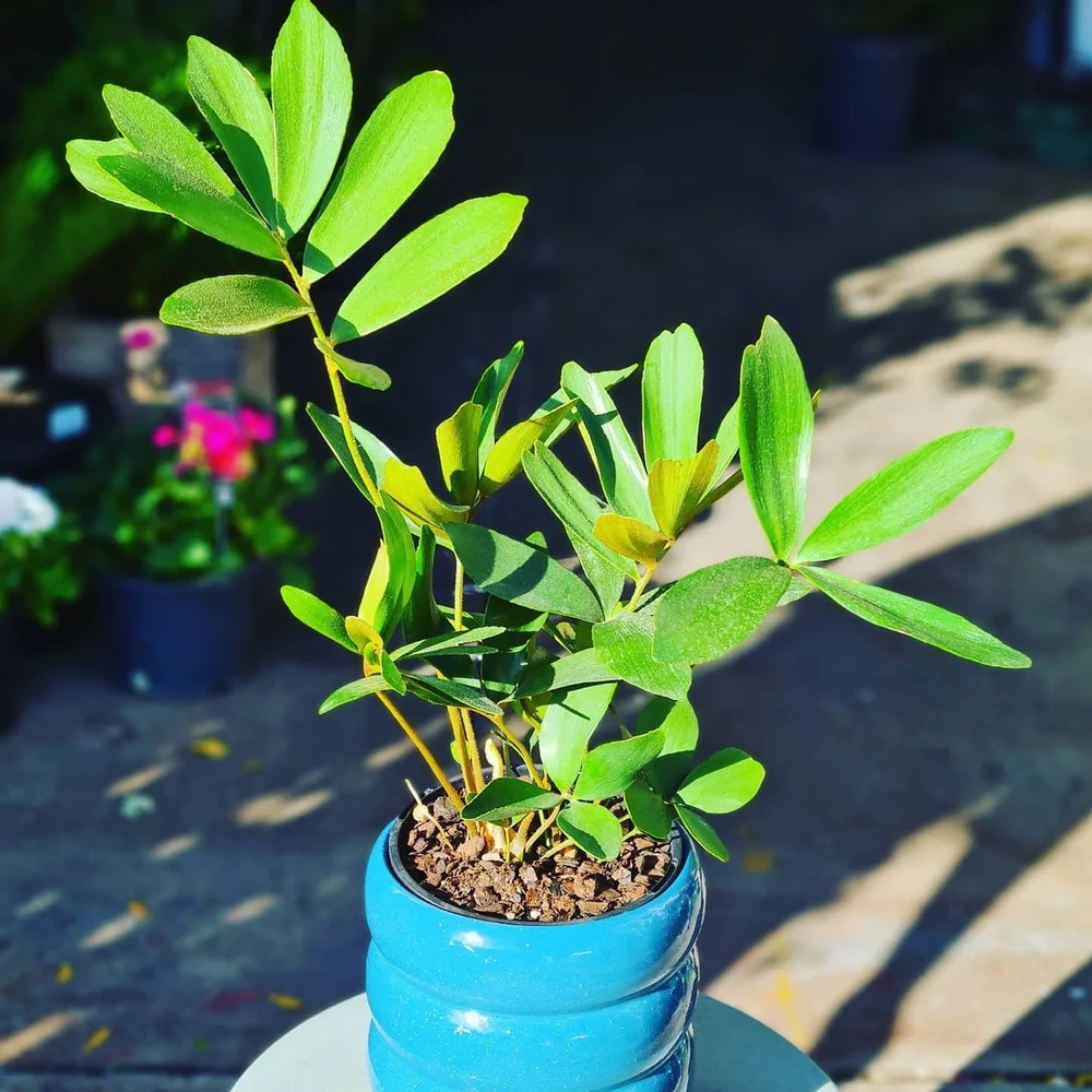 Organic Seeds Collection | Grow Your Indoor Oasis — Growing hope seeds