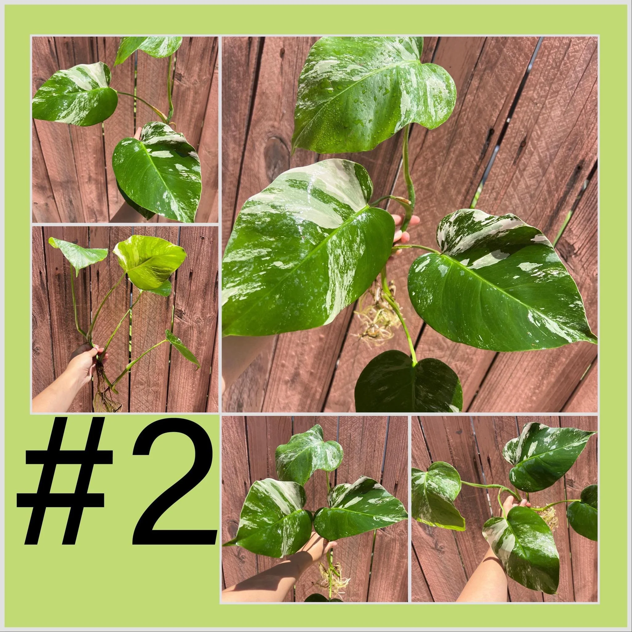 Organic Seeds Collection | Grow Your Indoor Oasis — Growing hope seeds