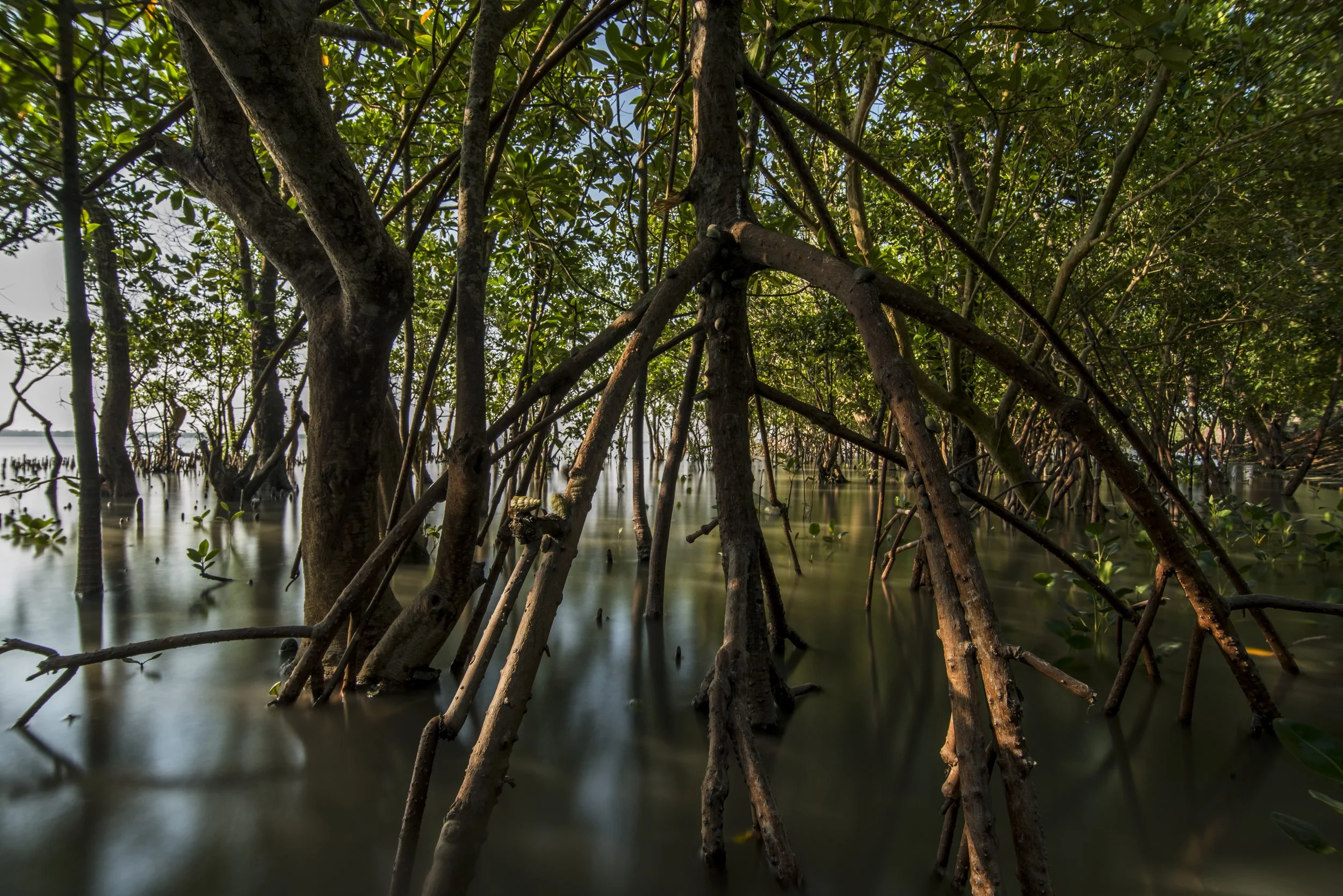 RFP for Mangroves Matter Designer — ThinkOcean