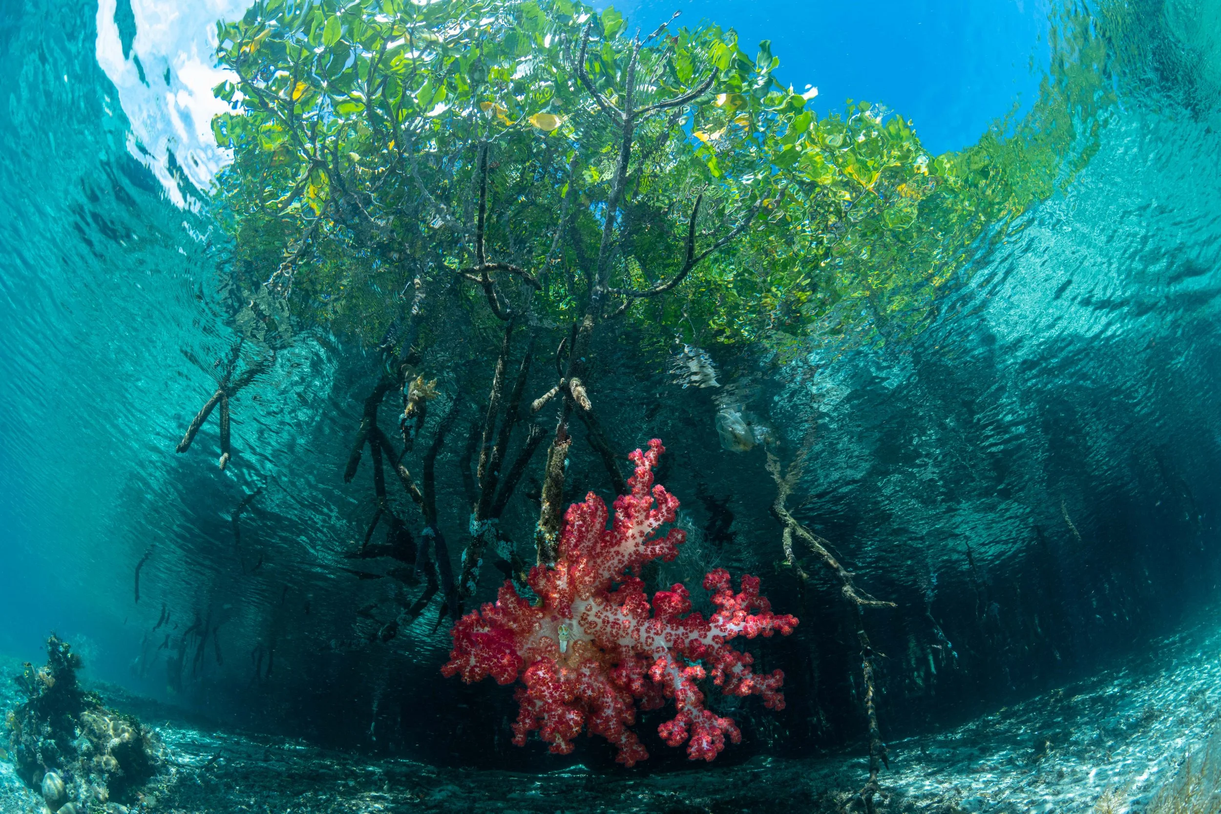 An Interview with ThinkOcean's "Mangroves Matter Toolkit" Creators ...