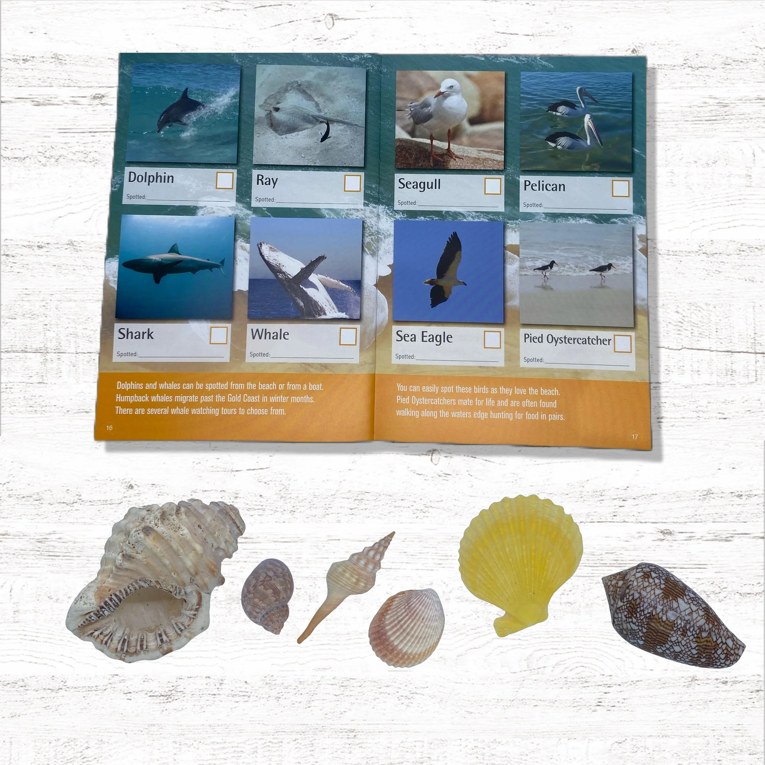 Spotto CLASSIC — Spotto Books