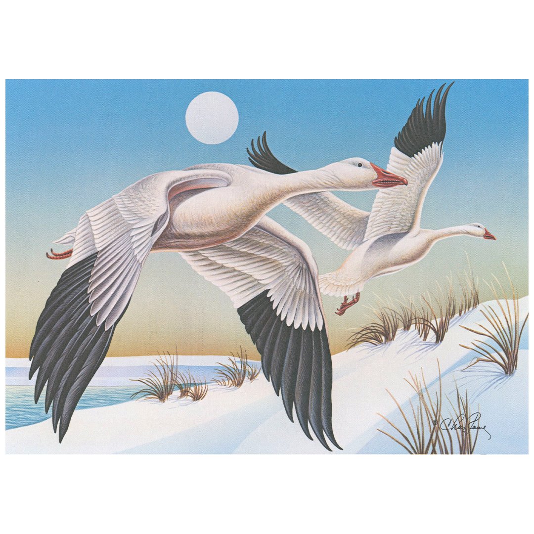 1996-1997 Maryland Duck Stamp Print — The Finishing Touch