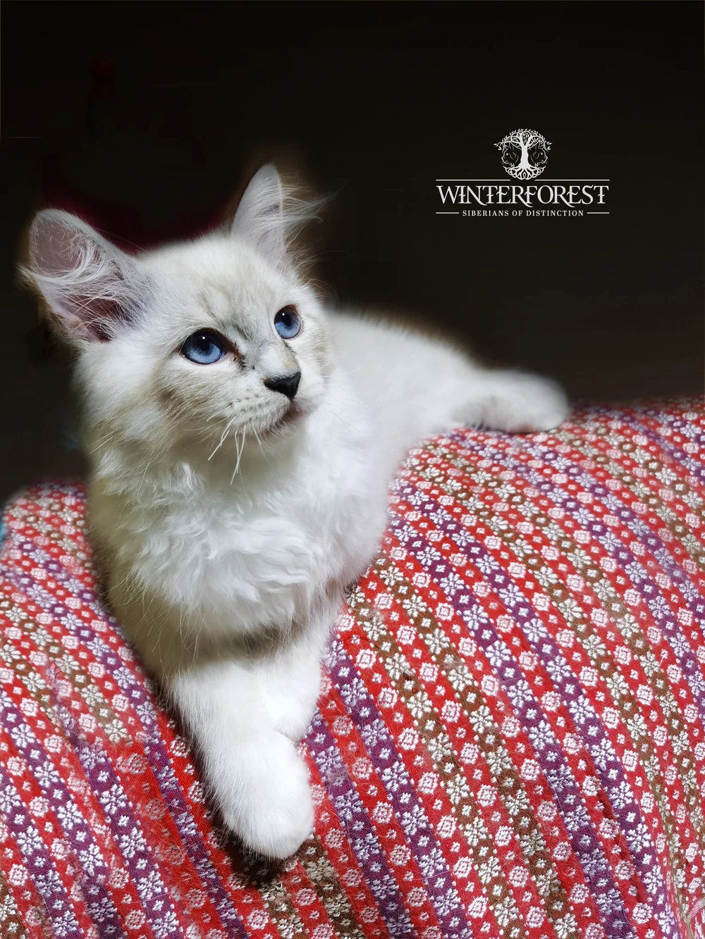 WinterForest | Siberian Cats (Neva Masquerade) Cattery | Singapore
