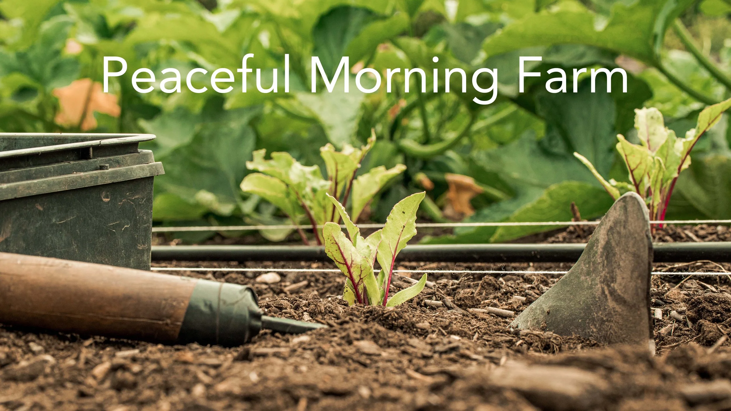 Peaceful Morning Farm