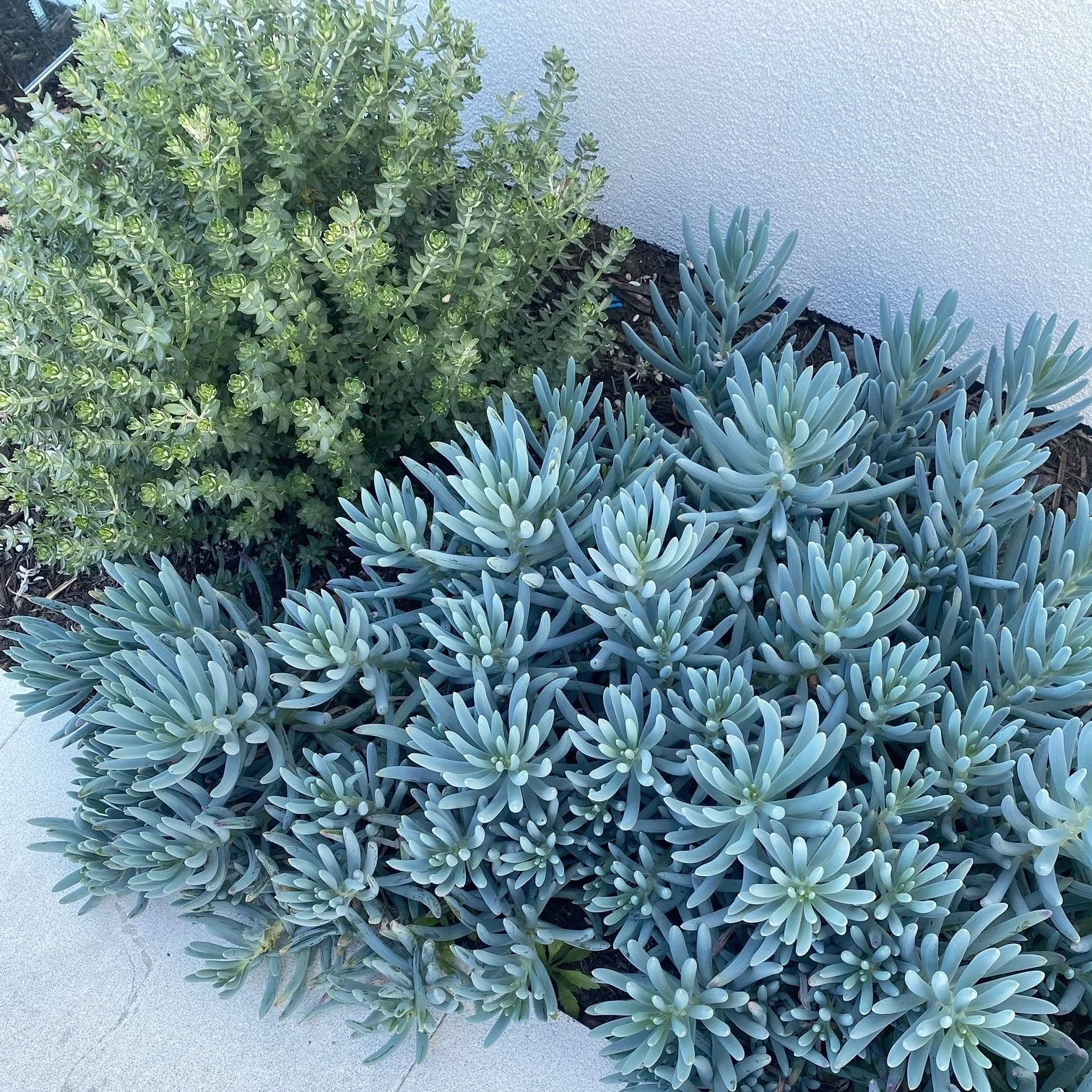 Bonnie Stacey Landscape Consultant