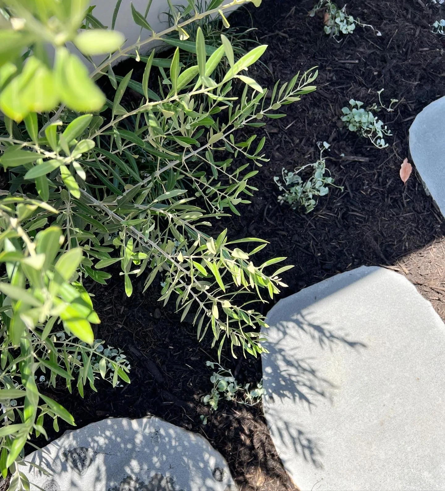 GALLERY — Bonnie Stacey Landscape Consultant