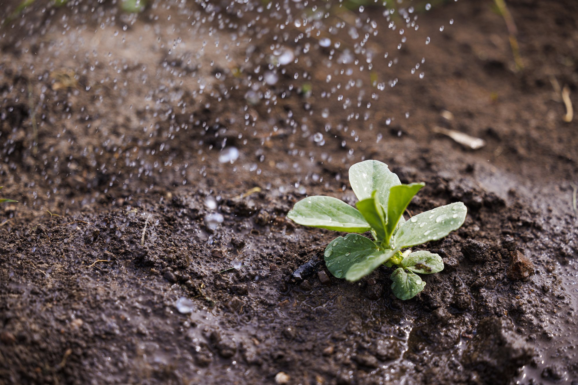 Planetary Impact Ventures