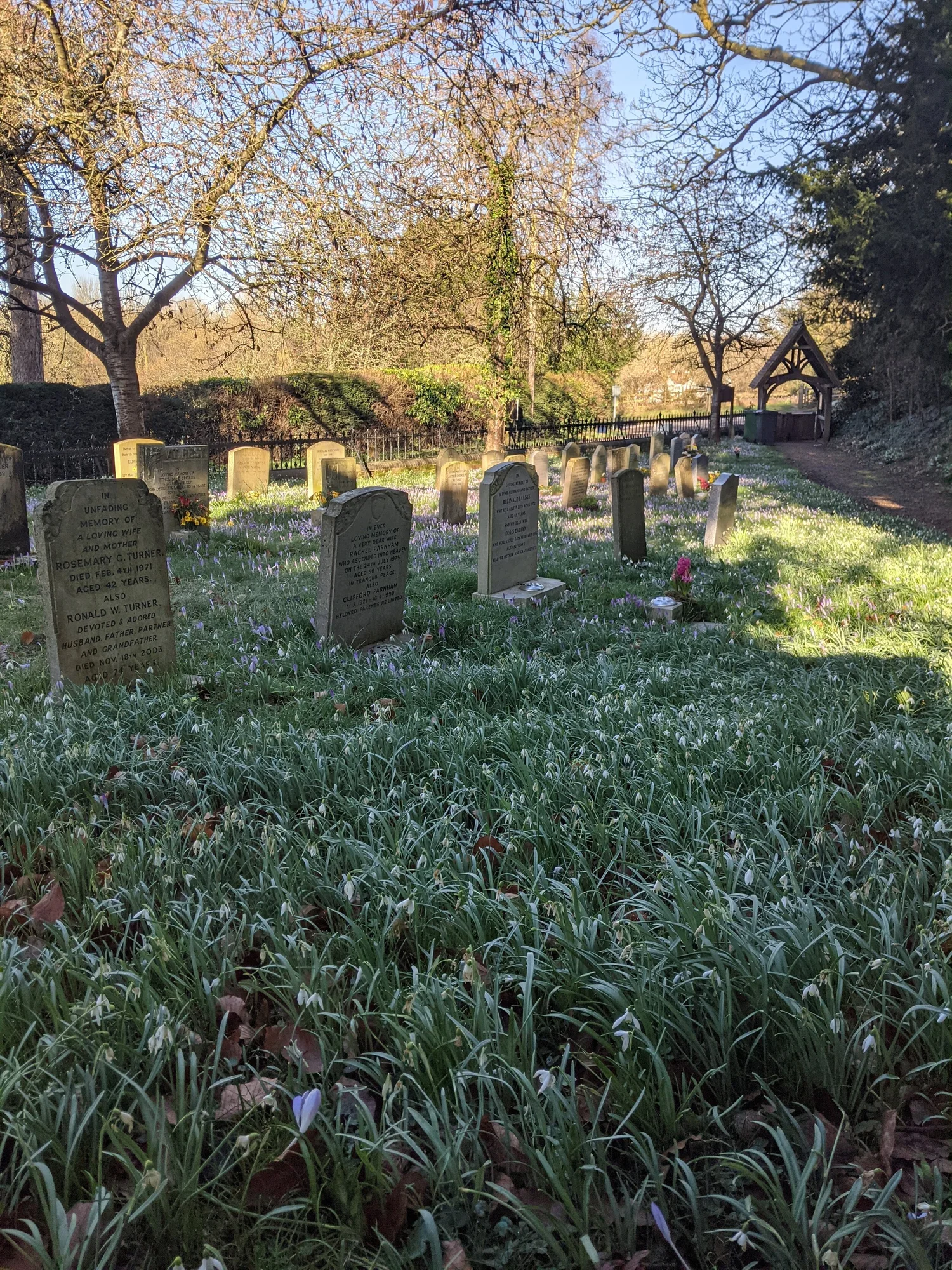 Spring Flowers Mini Collection — Helen Ridley Illustration