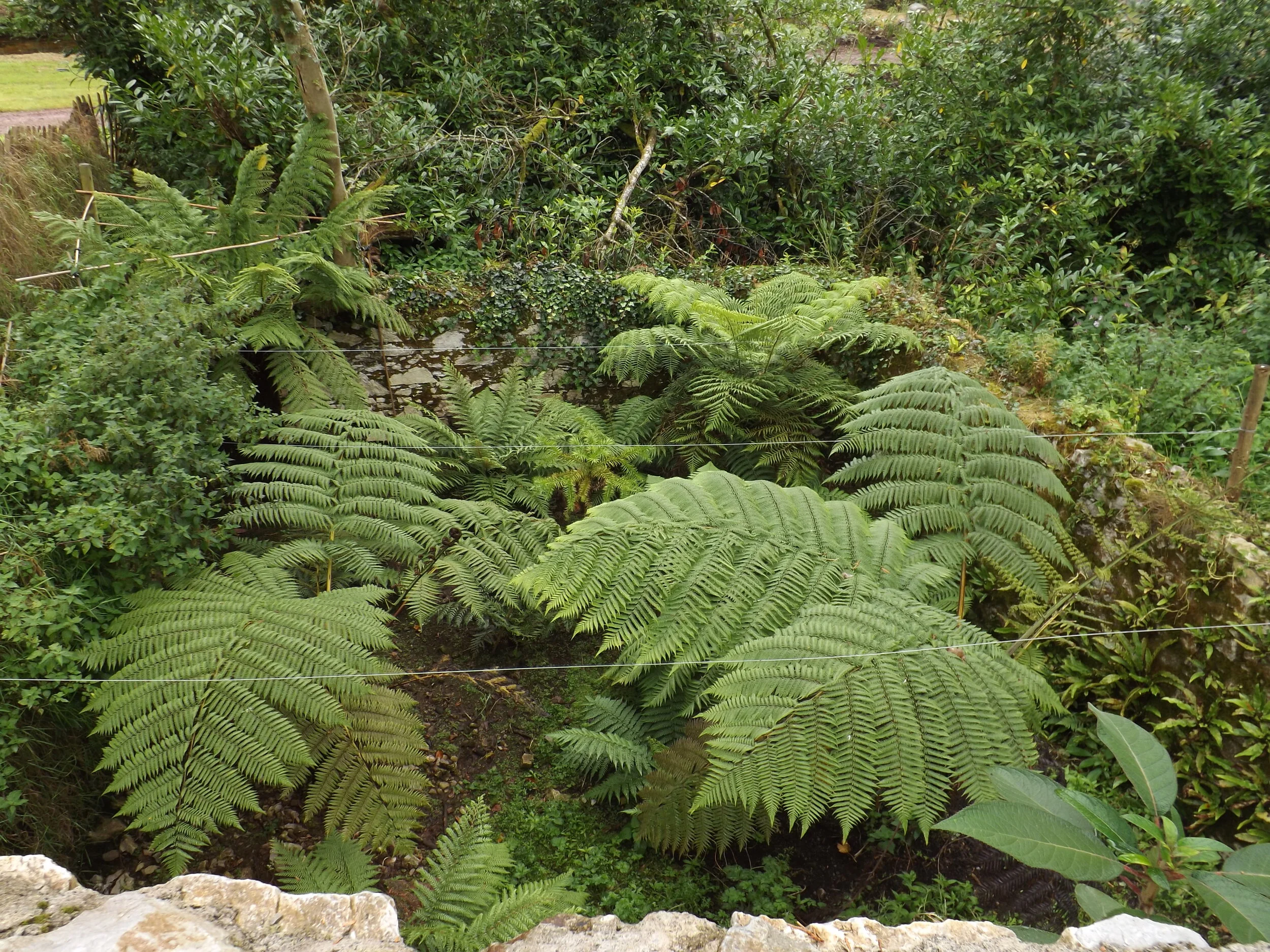 Garden restoration — Neil Porteous Gardens