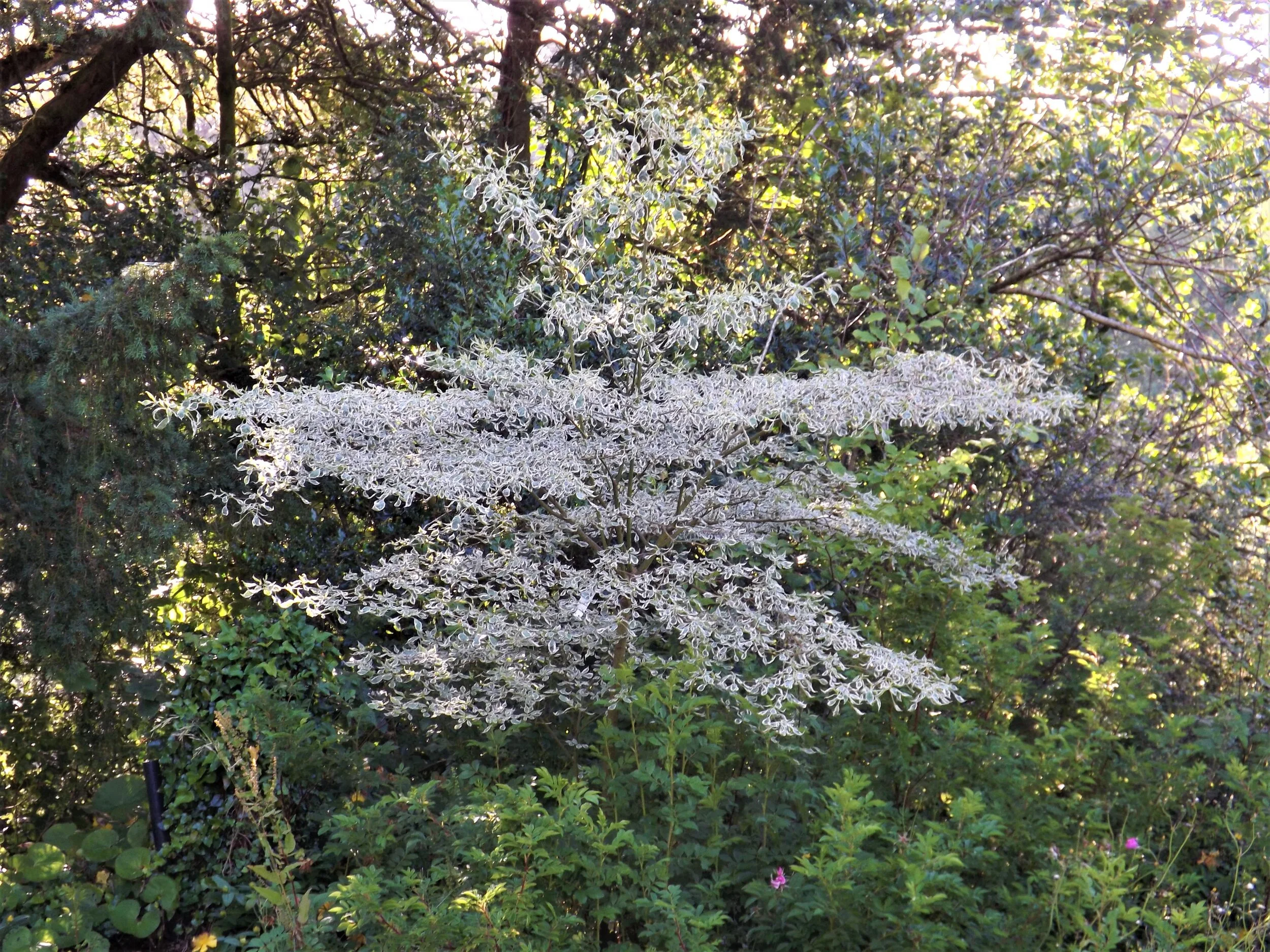 Neil Porteous Gardens