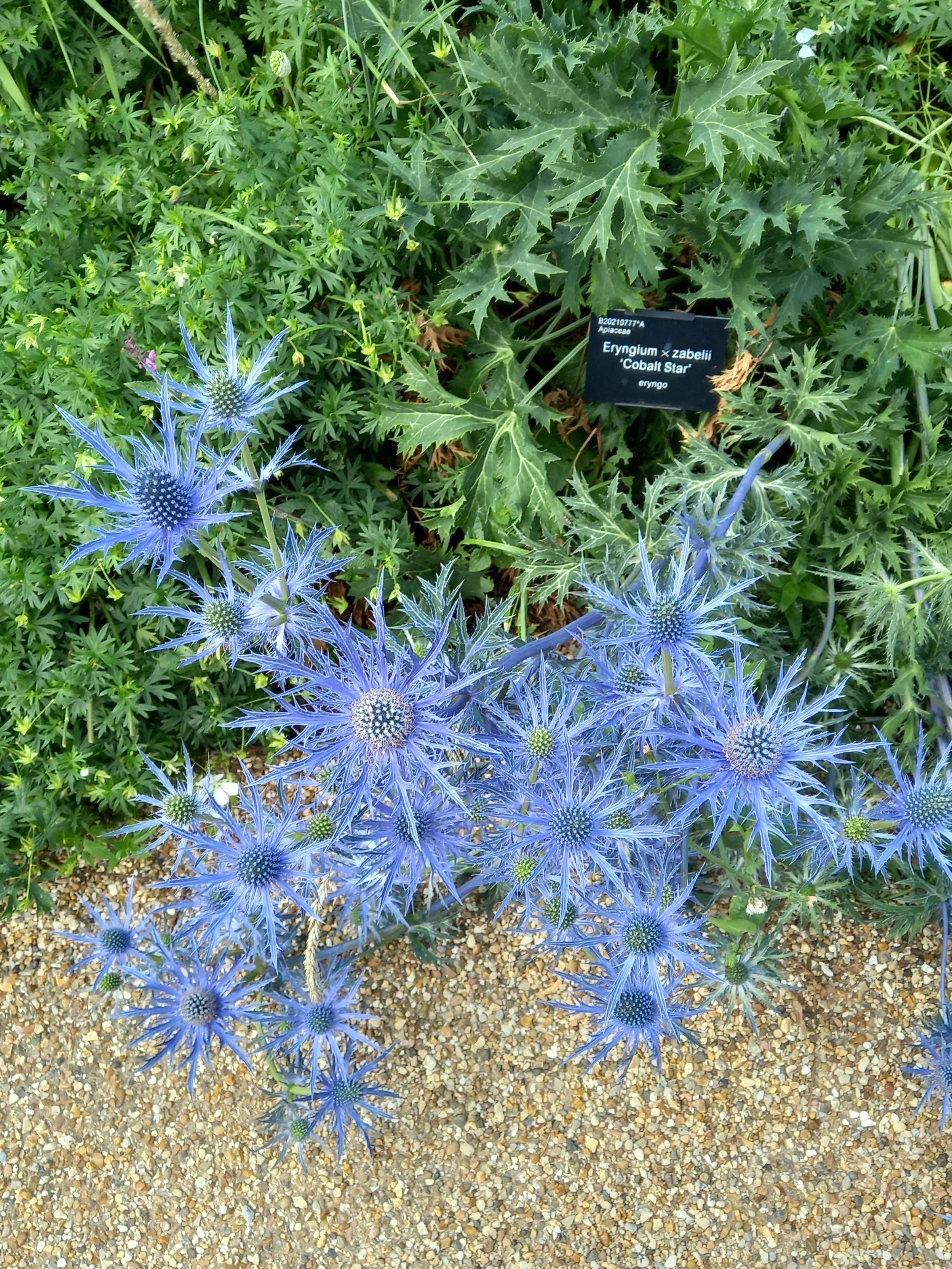 Loving your December garden — Neil Porteous Gardens