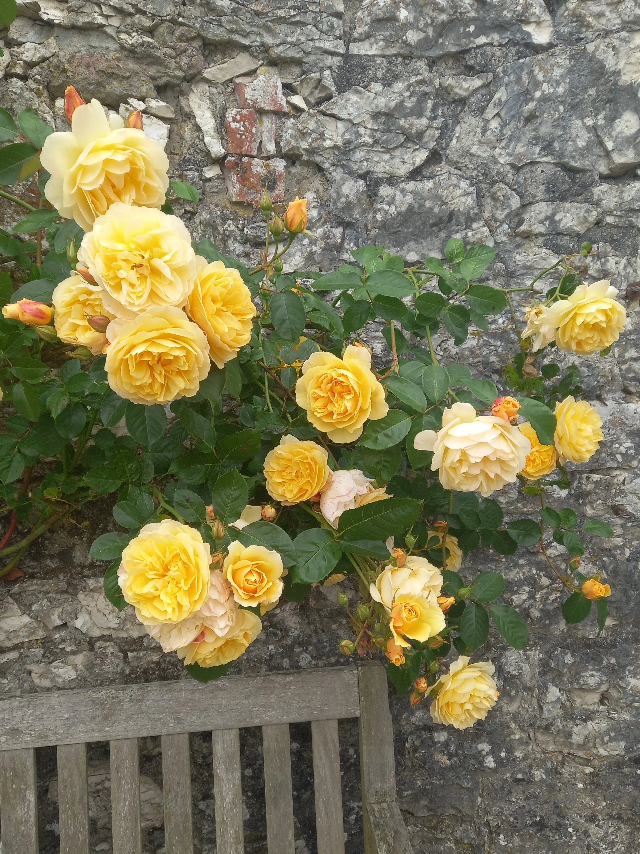 Loving your January garden — Neil Porteous Gardens