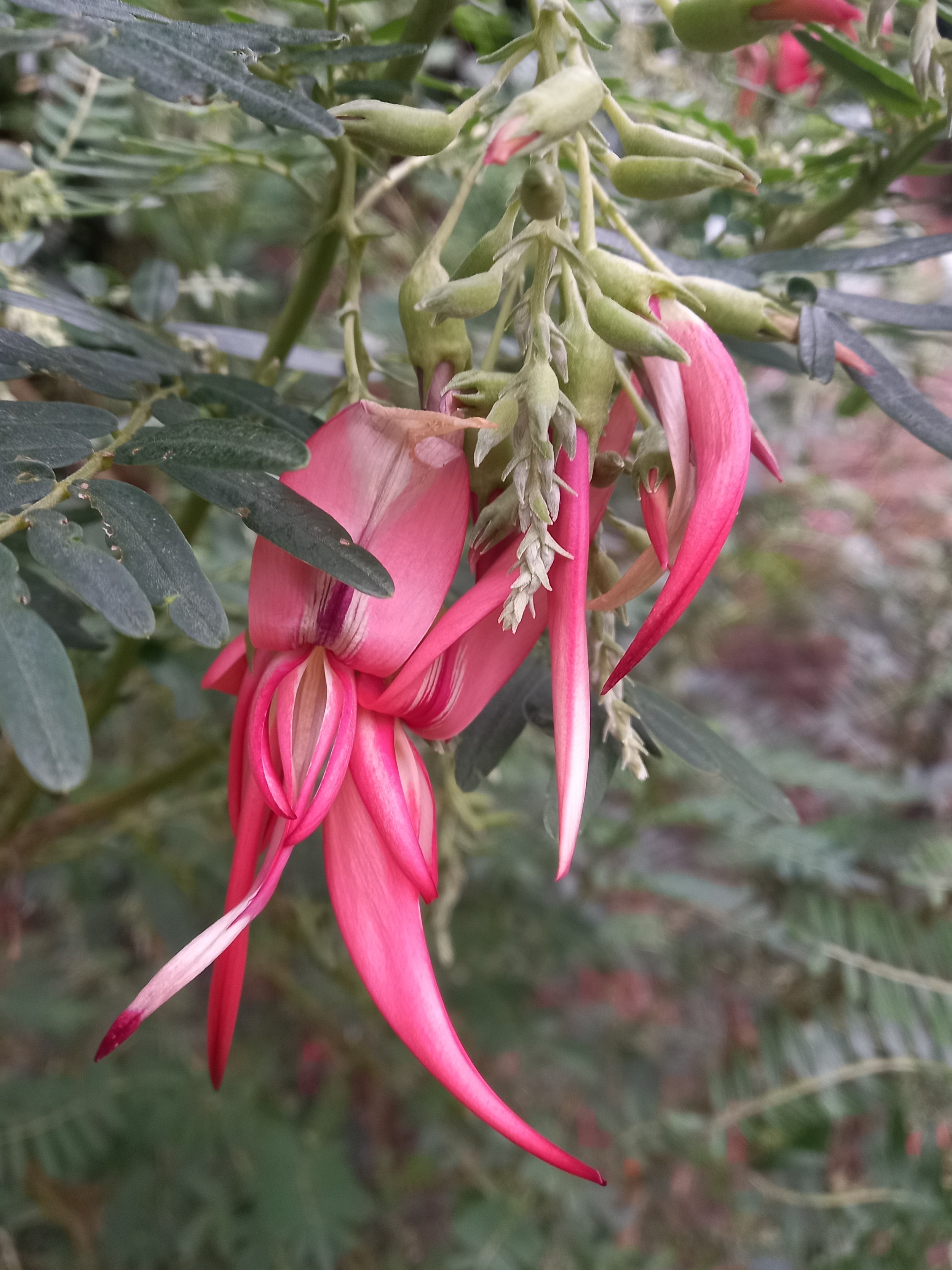 Loving your February garden — Neil Porteous Gardens