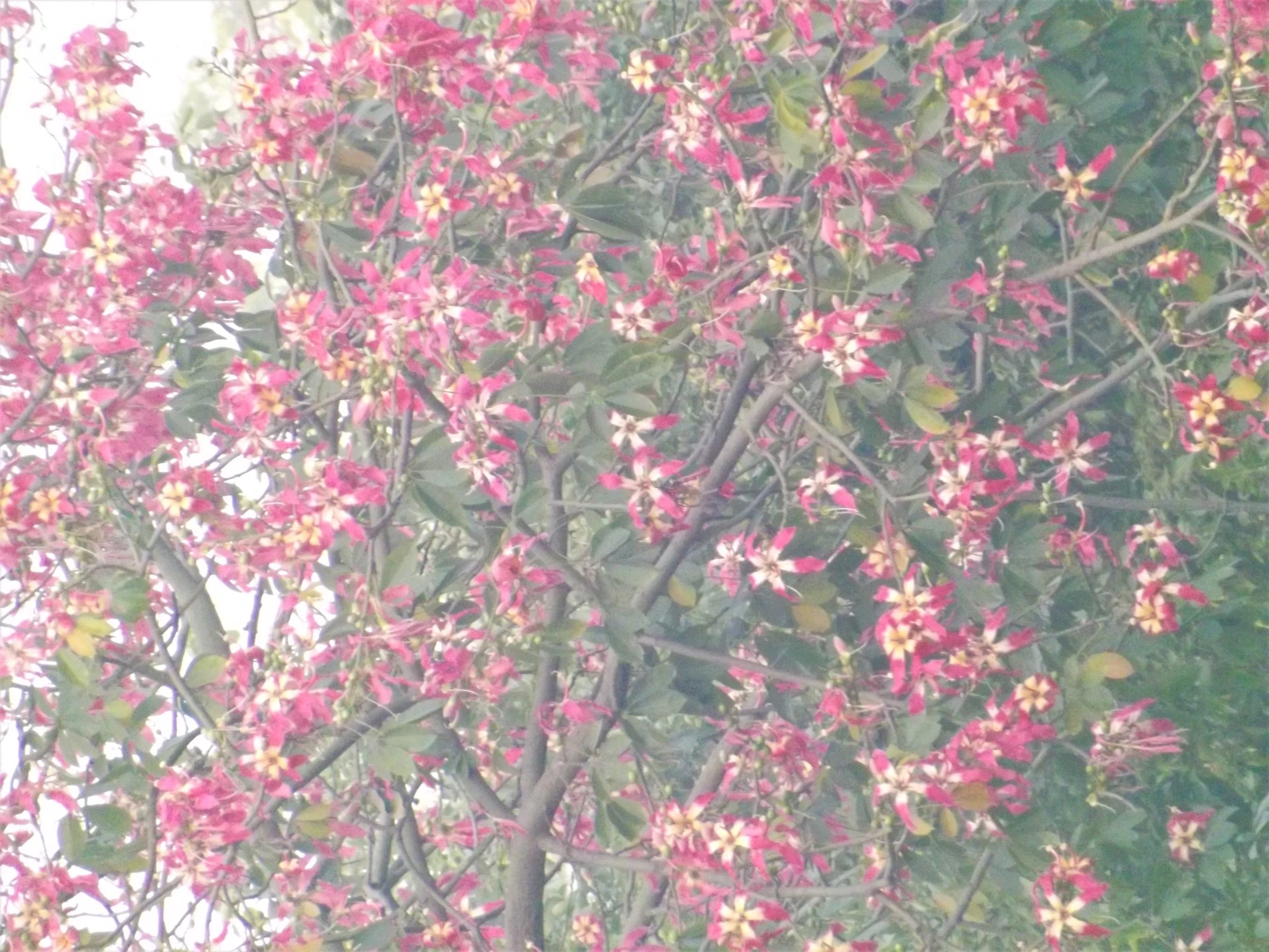 Loving your December garden — Neil Porteous Gardens