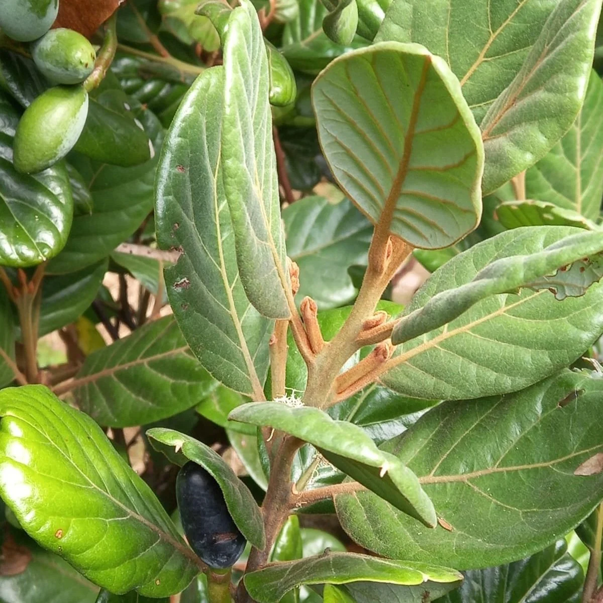 April news from New Zealand — Neil Porteous Gardens