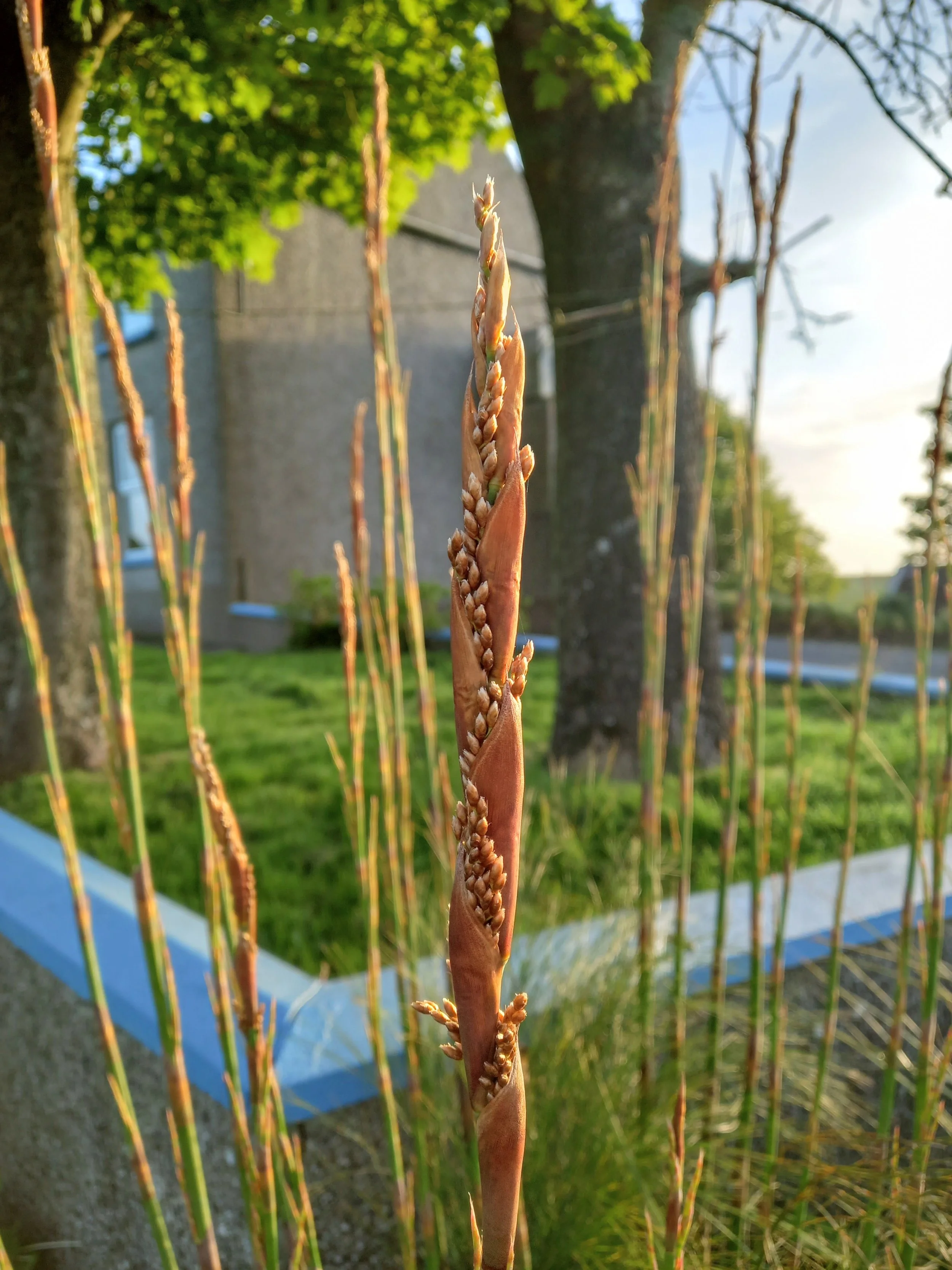 Loving your June garden — Neil Porteous Gardens