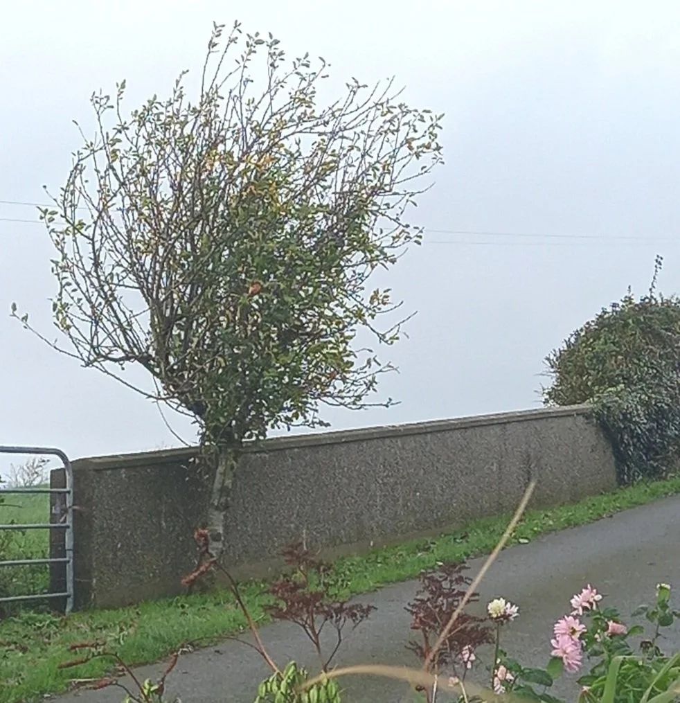 Loving your November garden — Neil Porteous Gardens