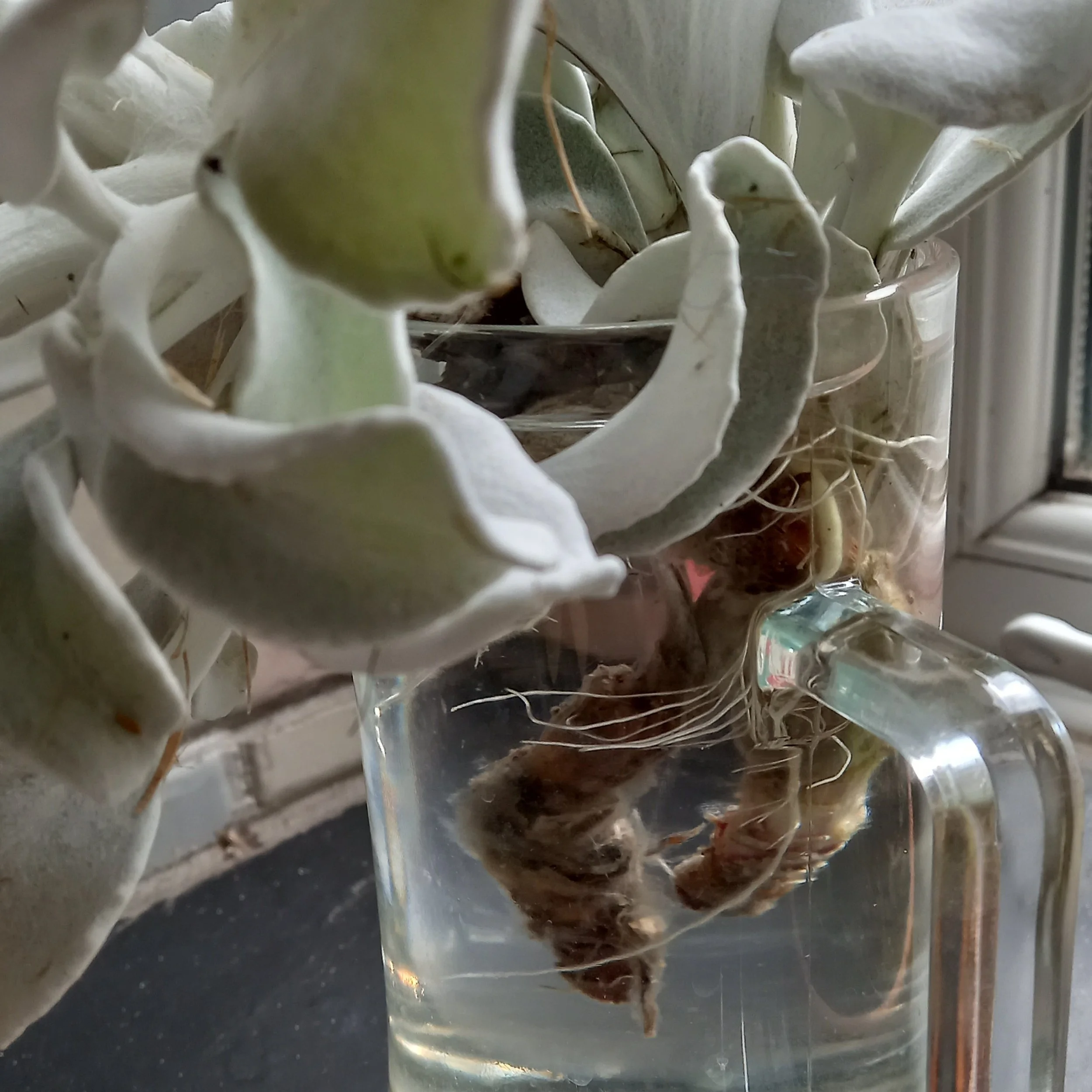 Love your July garden — Neil Porteous Gardens