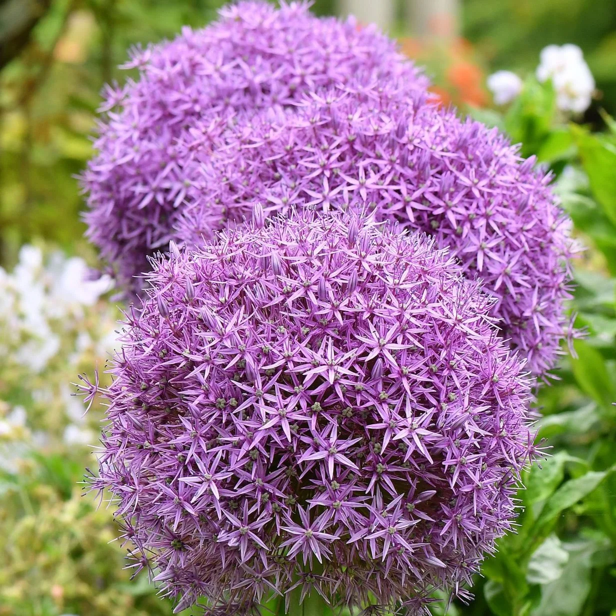 Loving your November garden — Neil Porteous Gardens