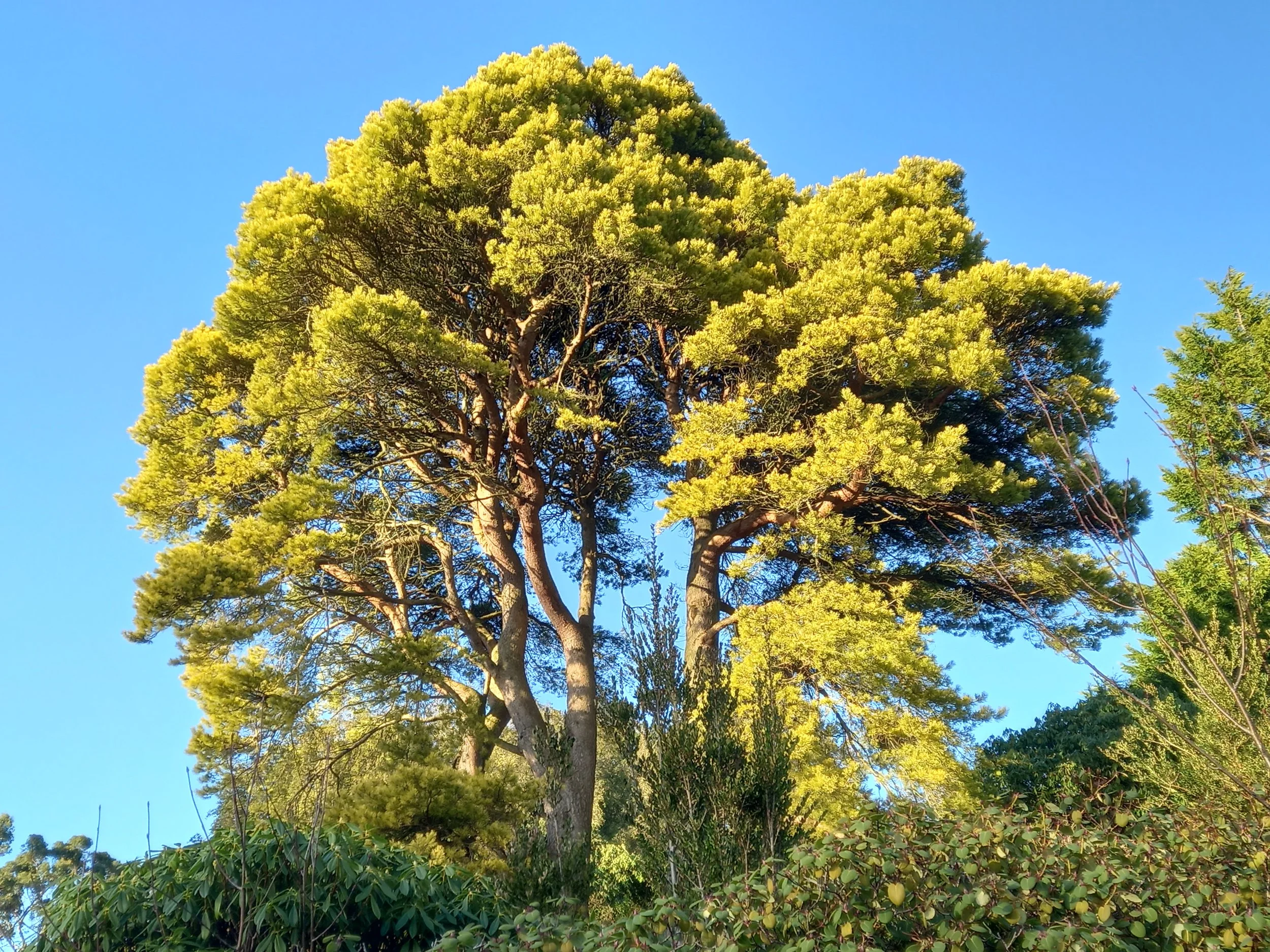 Loving your February garden — Neil Porteous Gardens