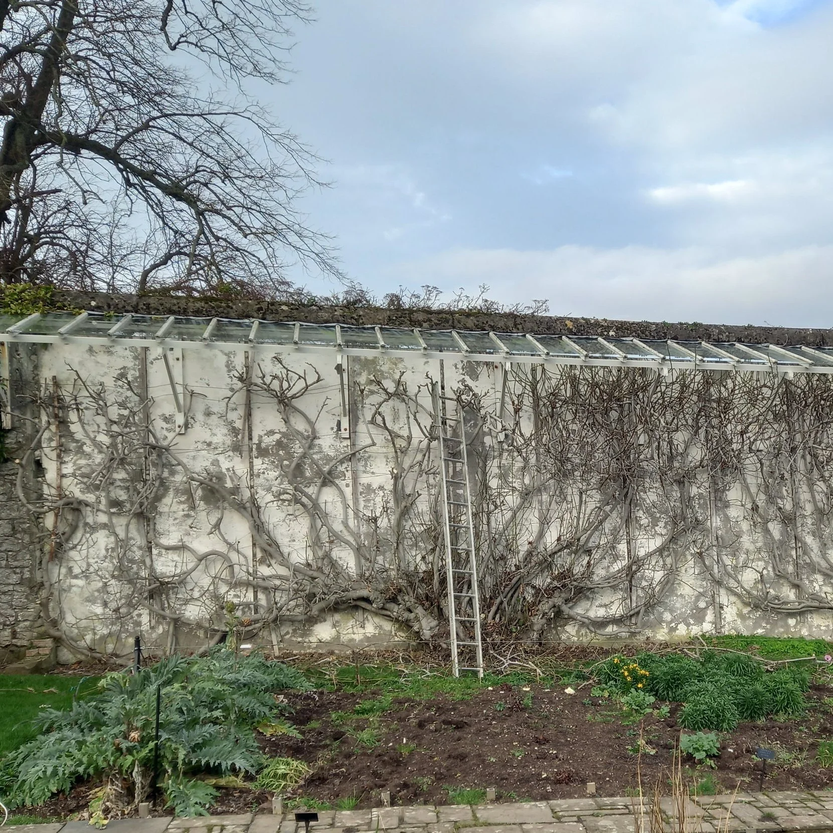 Loving your January garden — Neil Porteous Gardens