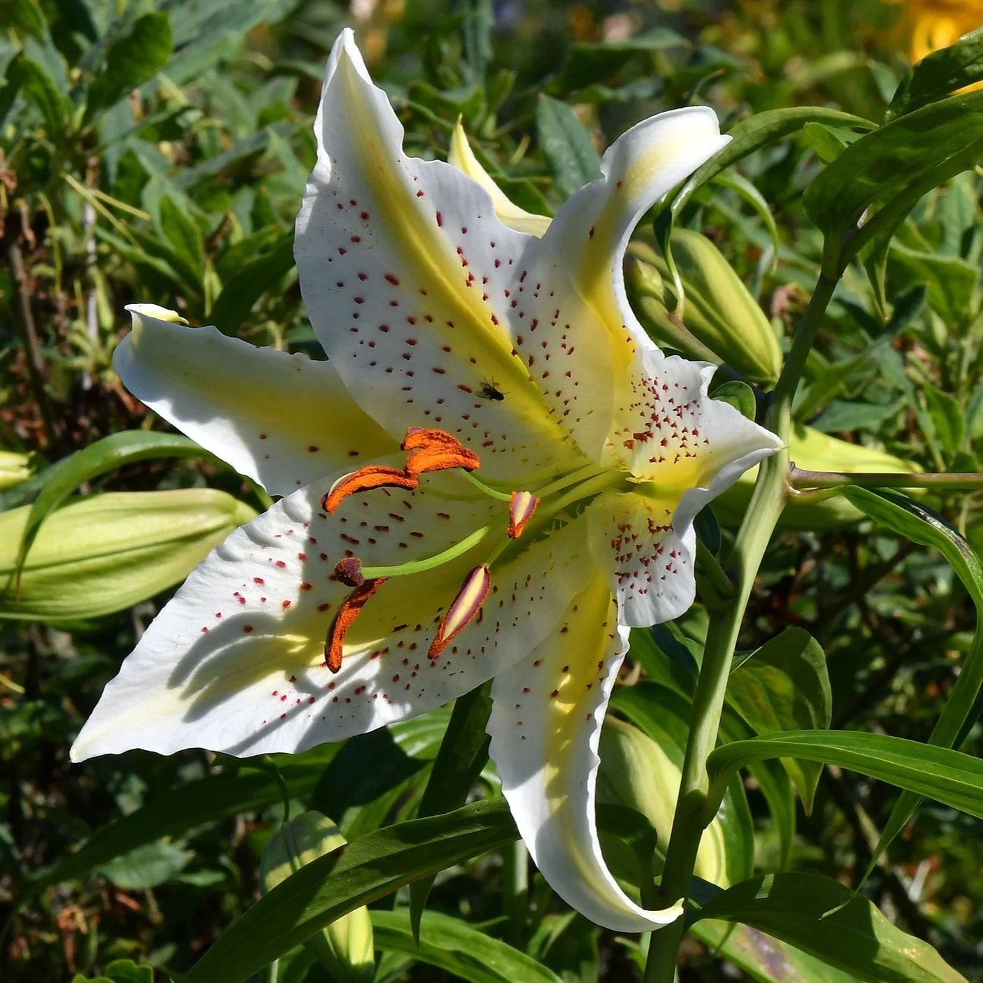 Loving your November garden — Neil Porteous Gardens