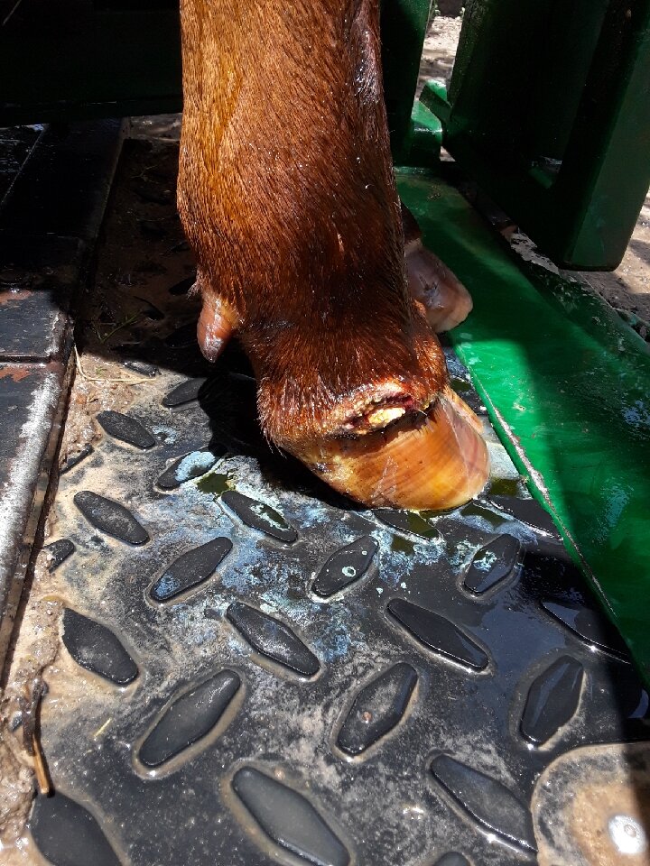 Preventing And Treating Foot Rot Without Antibiotics — Grazing Lands