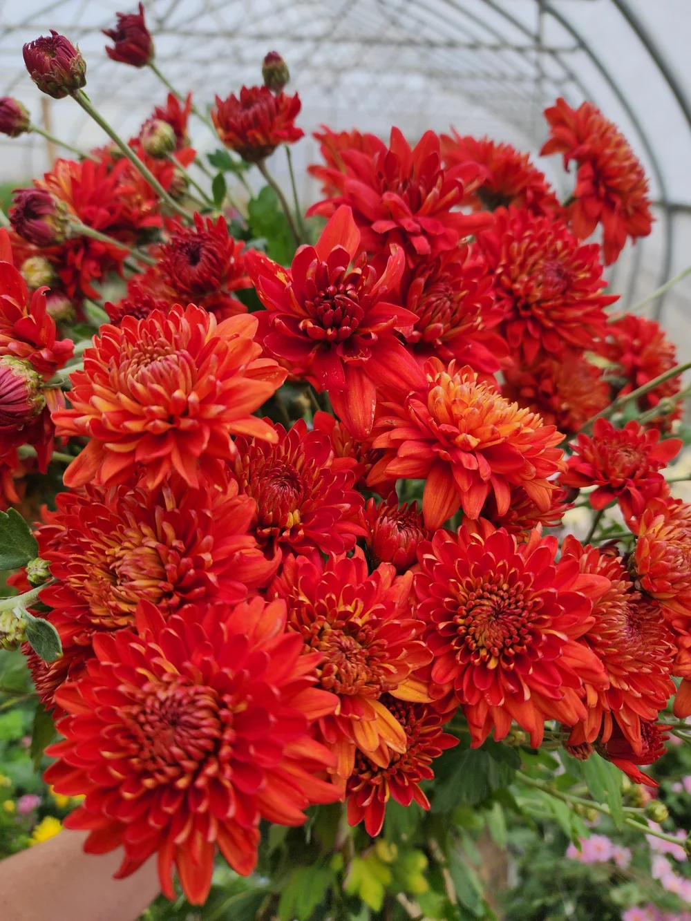 Crimson Tide Heirloom Chrysanthemum Rooted Cutting — Goose Creek Gardens