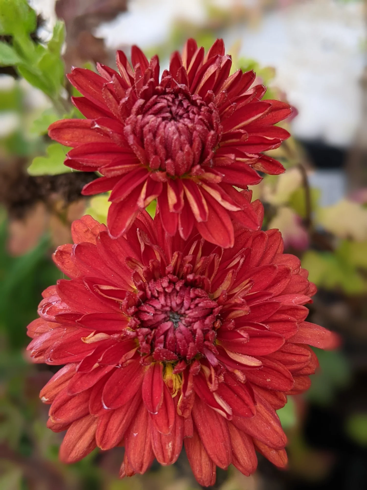 Purple Light Heirloom Chrysanthemum Rooted Cutting — Goose Creek ...
