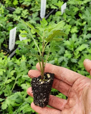 From Our Farm to Yours: How to Grow Heirloom Mums for Late-Season Sales ...