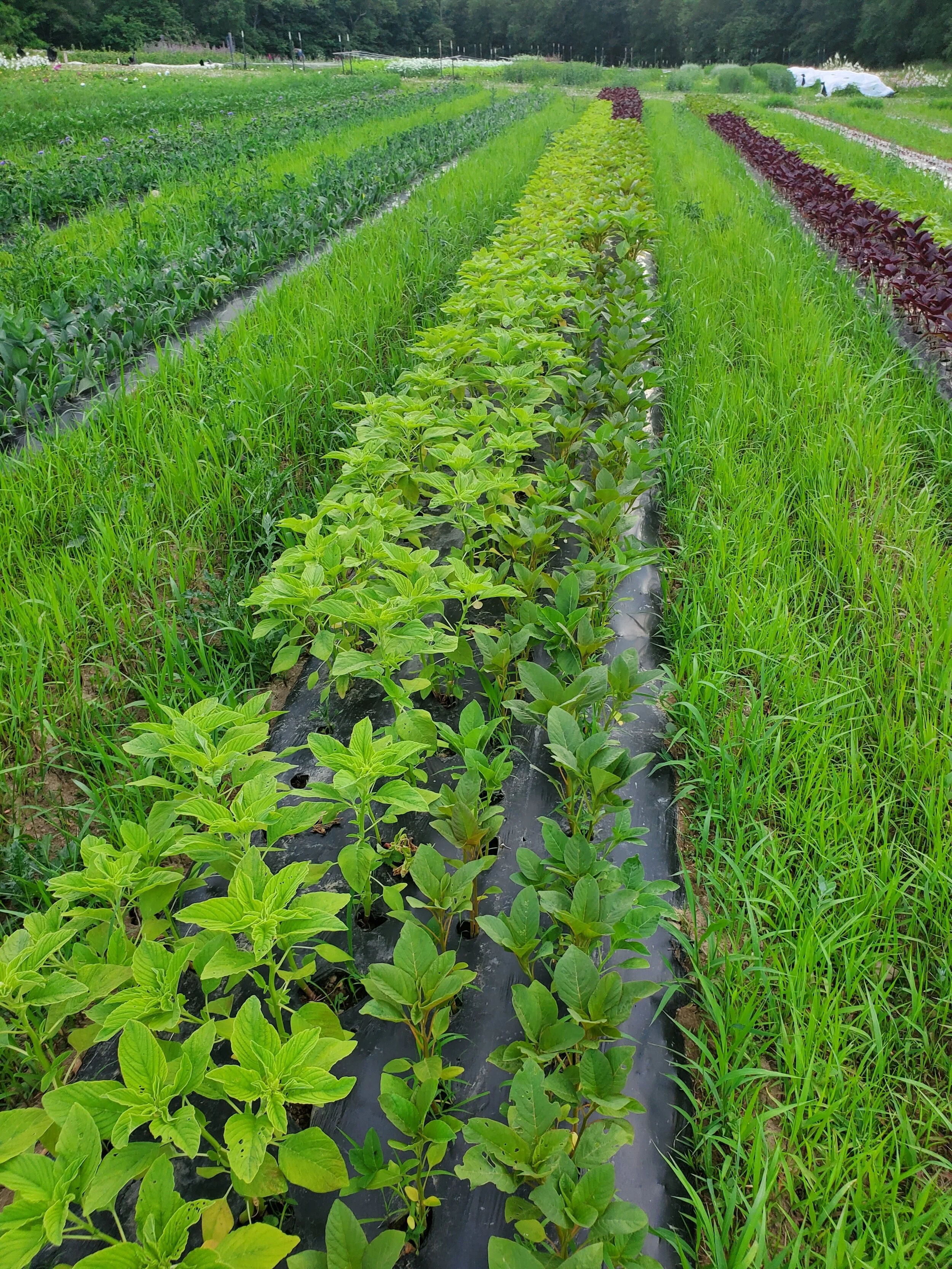 About Us — Goose Creek Gardens