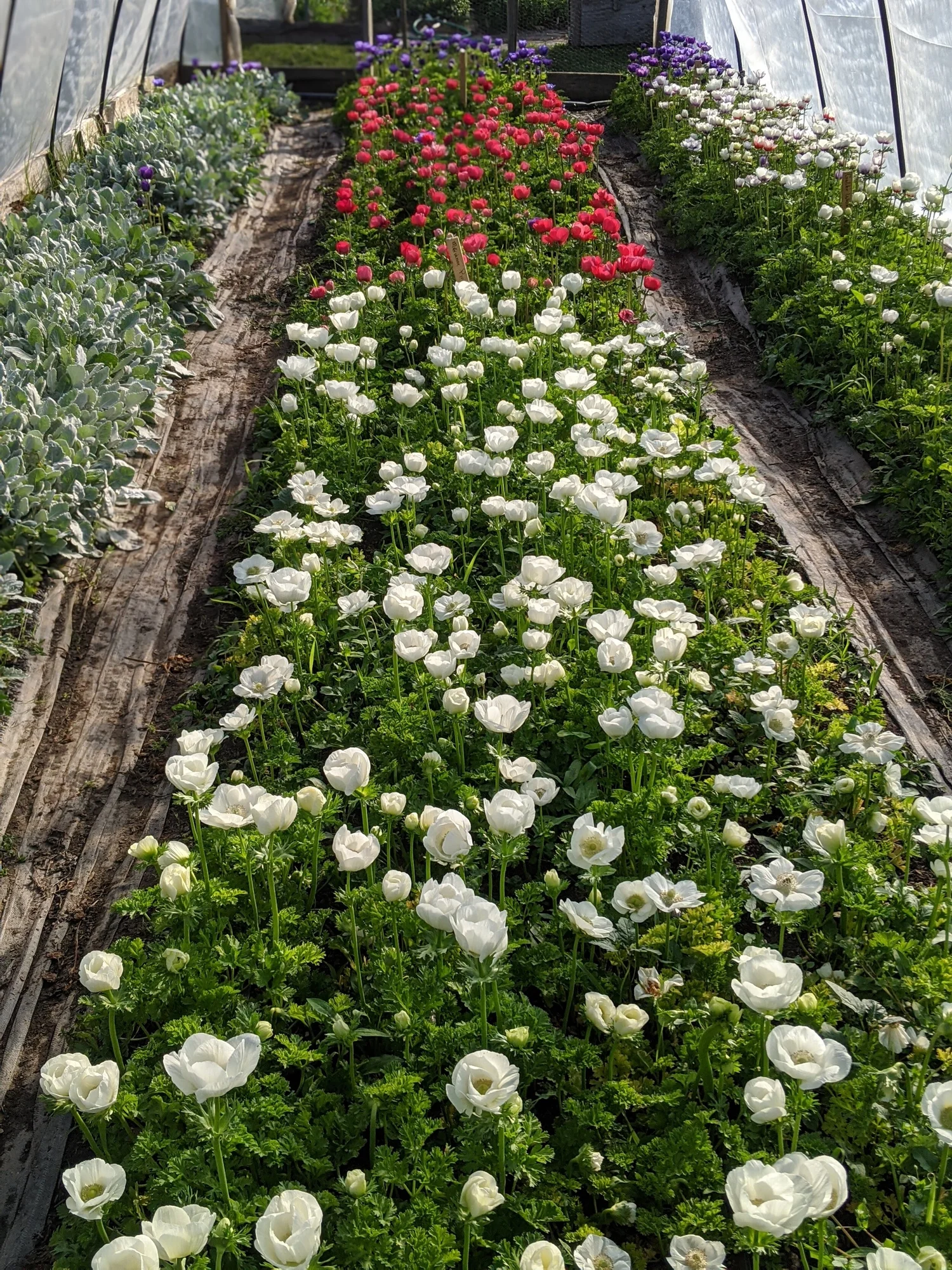 About Us — Goose Creek Gardens