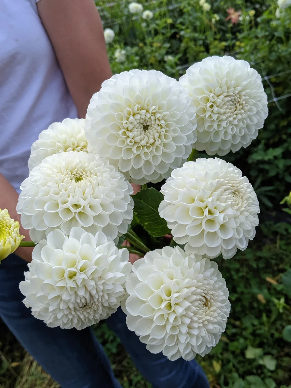 About Us — Goose Creek Gardens