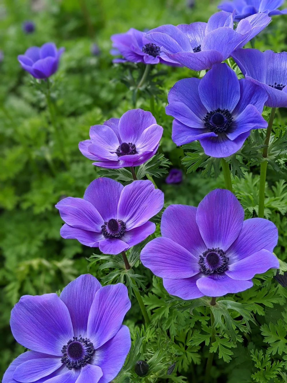 Growing Anemones — Goose Creek Gardens