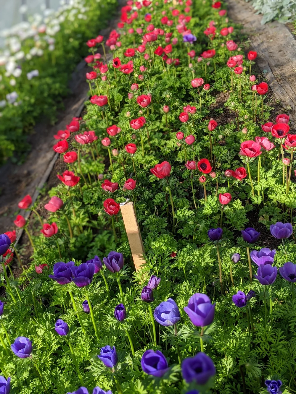 Growing Anemones — Goose Creek Gardens