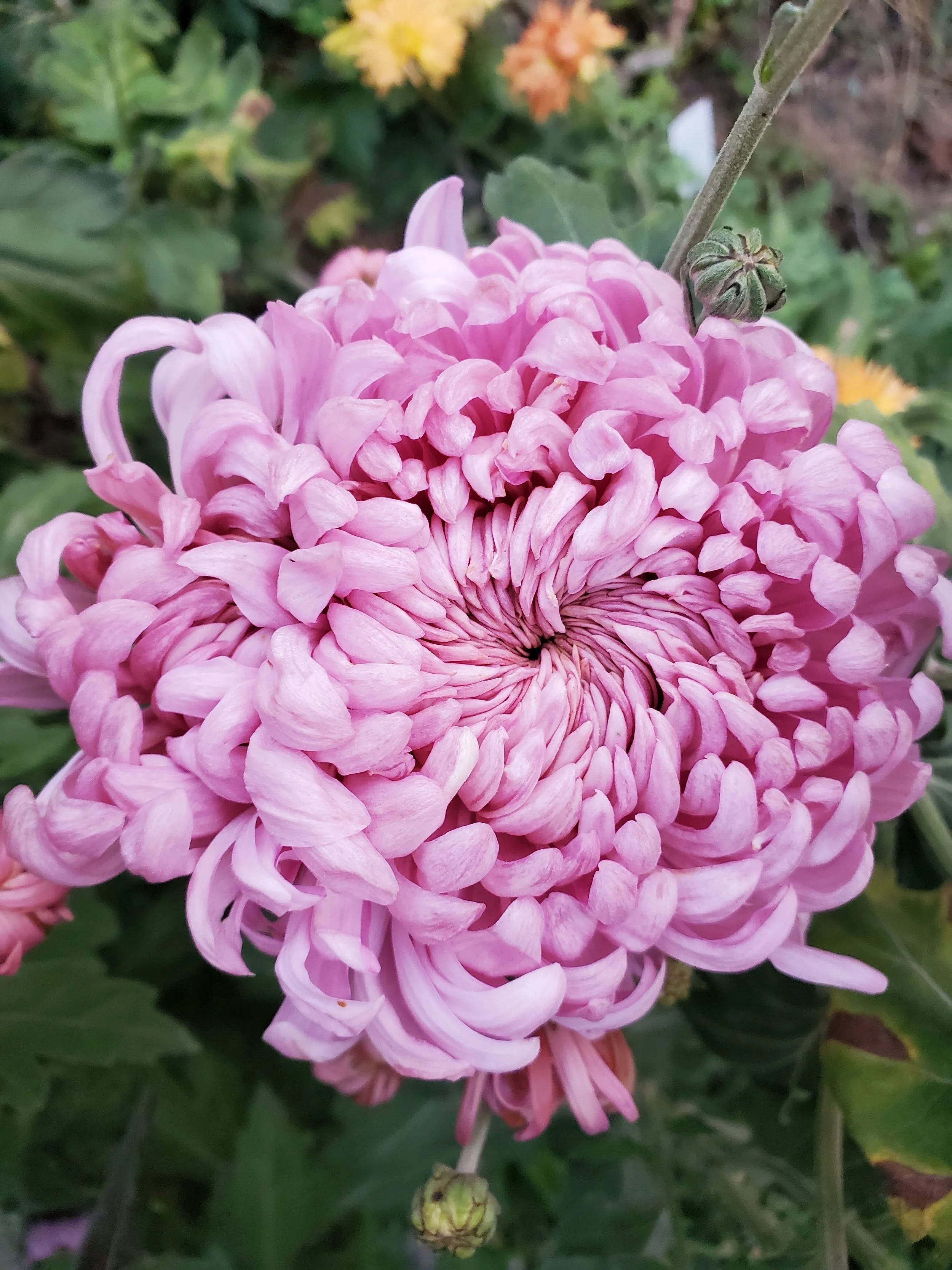 Seaton's Je'Dore Heirloom Chrysanthemum Rooted Cutting — Goose Creek ...