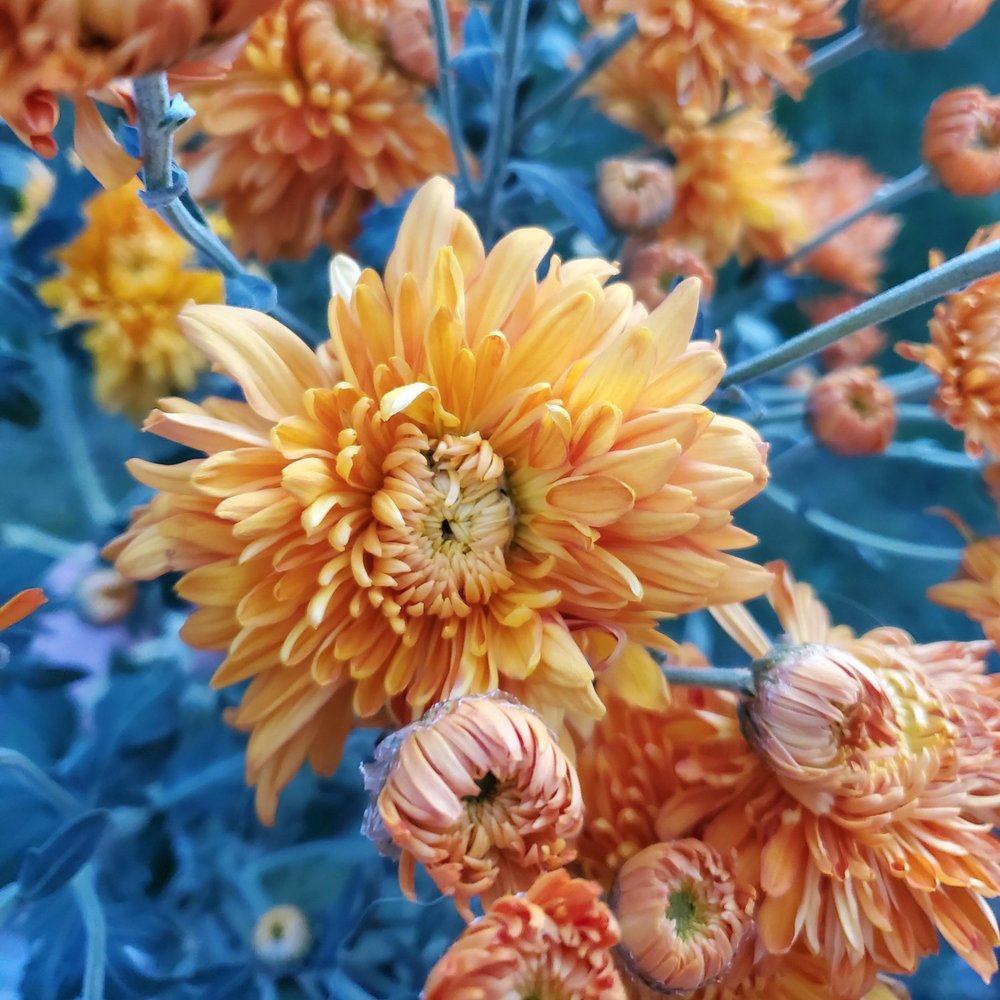 Apricot Alexis Heirloom Chrysanthemum Rooted Cutting — Goose Creek ...