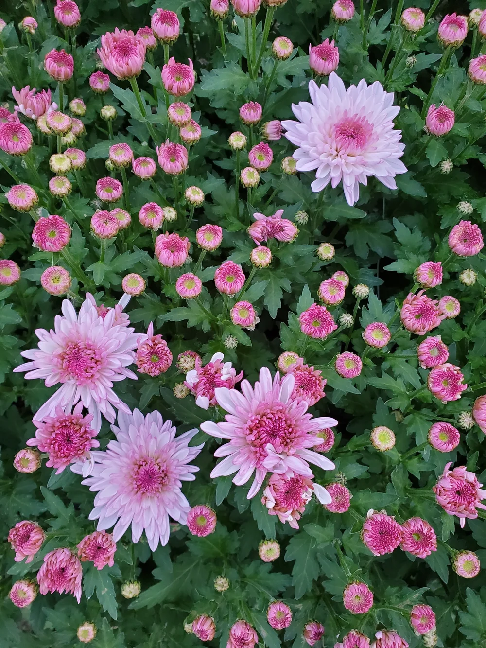 Moira Heirloom Chrysanthemum Rooted Cutting — Goose Creek Gardens, Ltd.