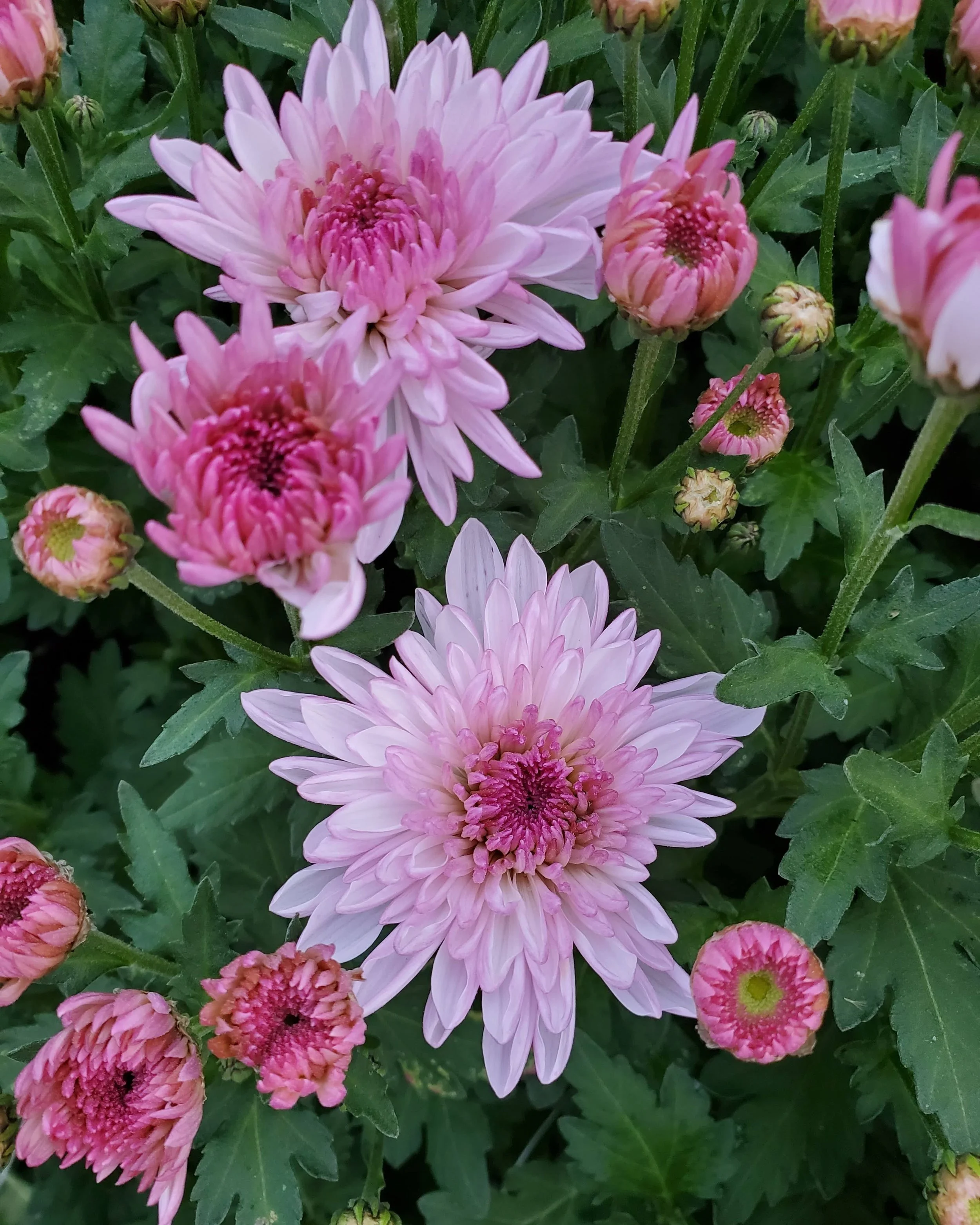 Moira Heirloom Chrysanthemum Rooted Cutting — Goose Creek Gardens, Ltd.