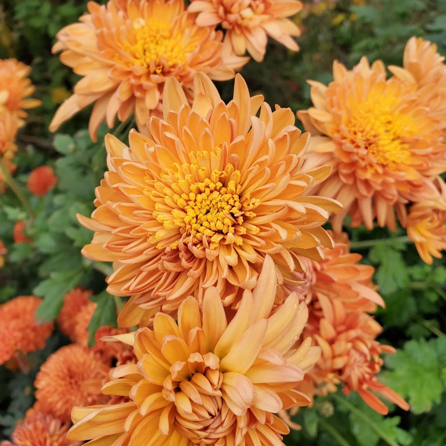 Crimson Tide Heirloom Chrysanthemum Rooted Cutting — Goose Creek Gardens
