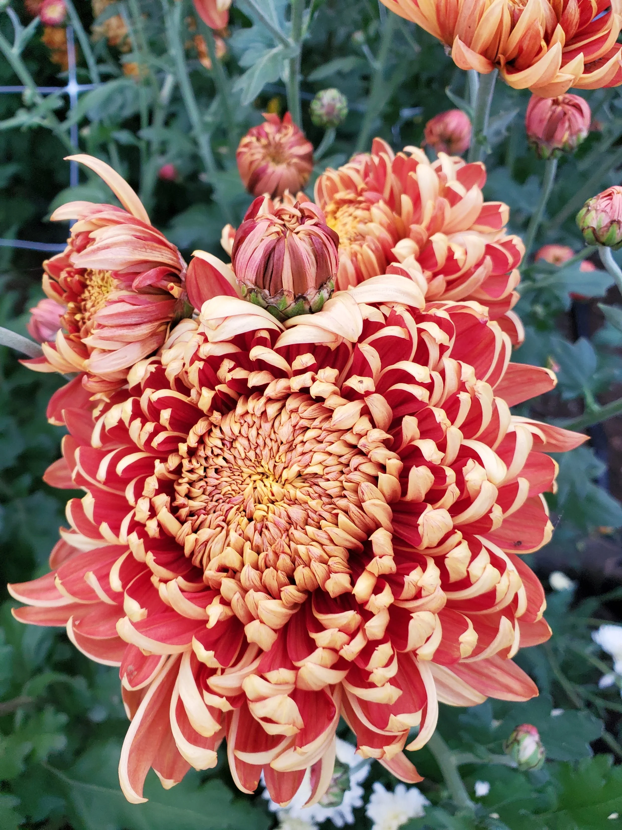 Moira Heirloom Chrysanthemum Rooted Cutting — Goose Creek Gardens, Ltd.