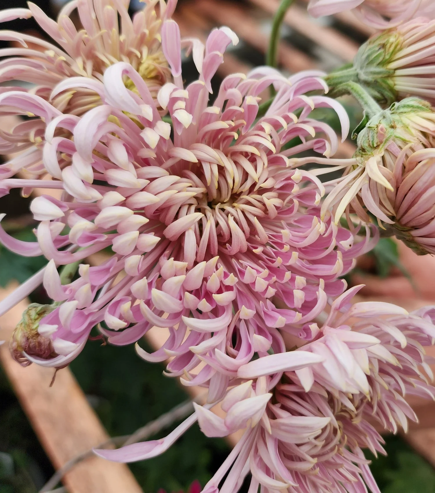 Fleur de Lis Heirloom Chrysanthemum Rooted Cutting — Goose Creek Gardens
